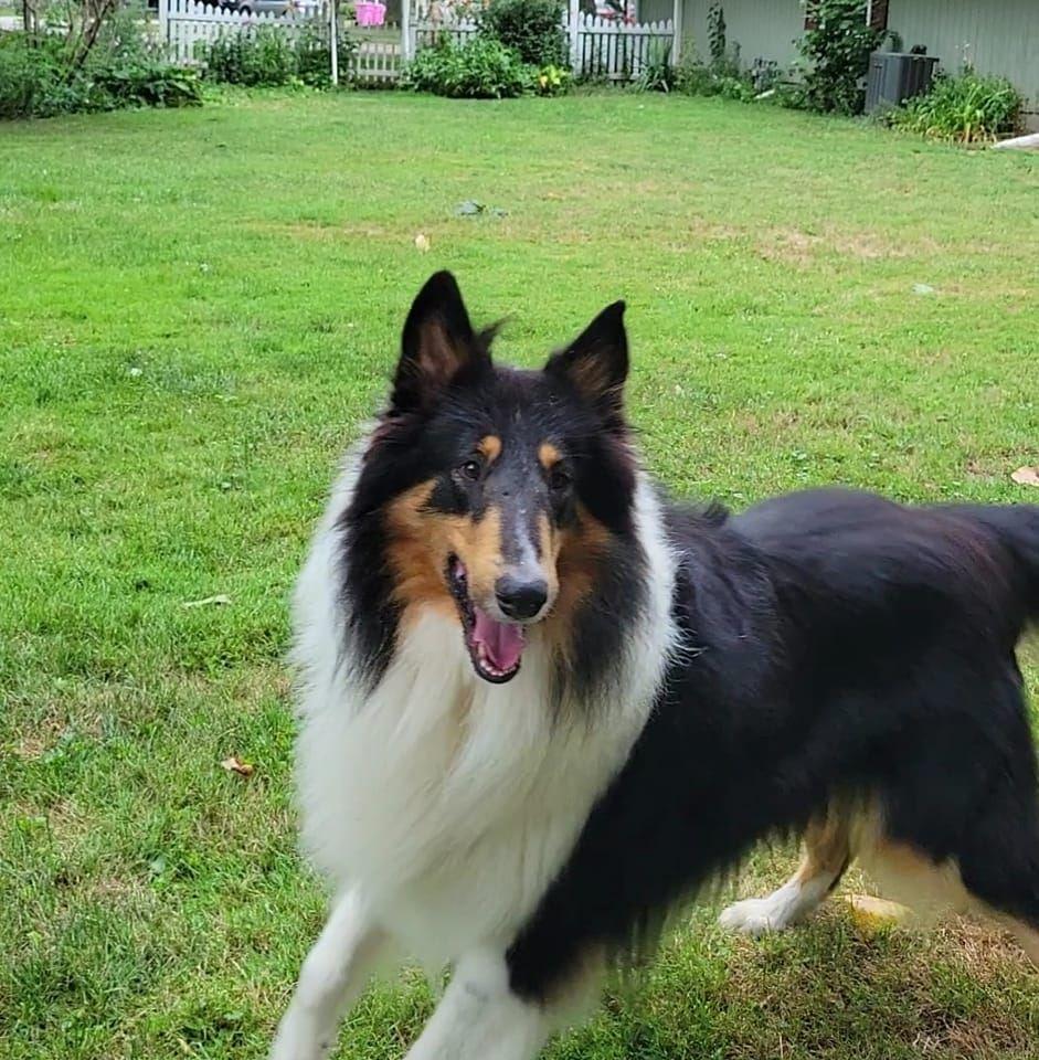 Katrina's Collies in Indiana | Collie puppies | Good Dog
