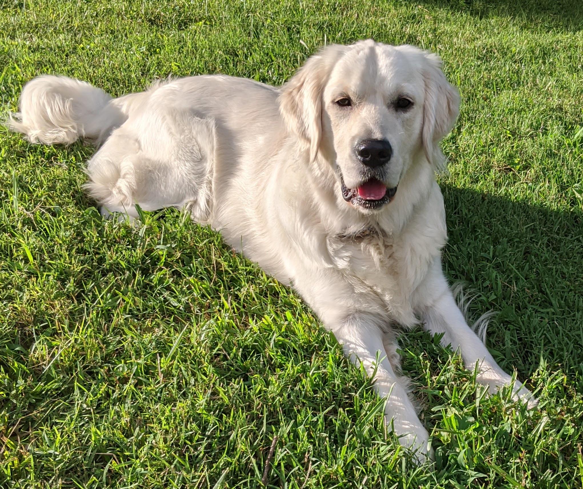 Rambling Rose Retrievers in Tennessee | Golden Retriever puppies | Good Dog