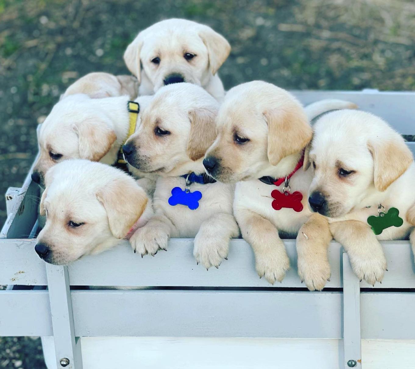 Lone Star Texas Retrievers in Texas | Labrador Retriever puppies | Good Dog