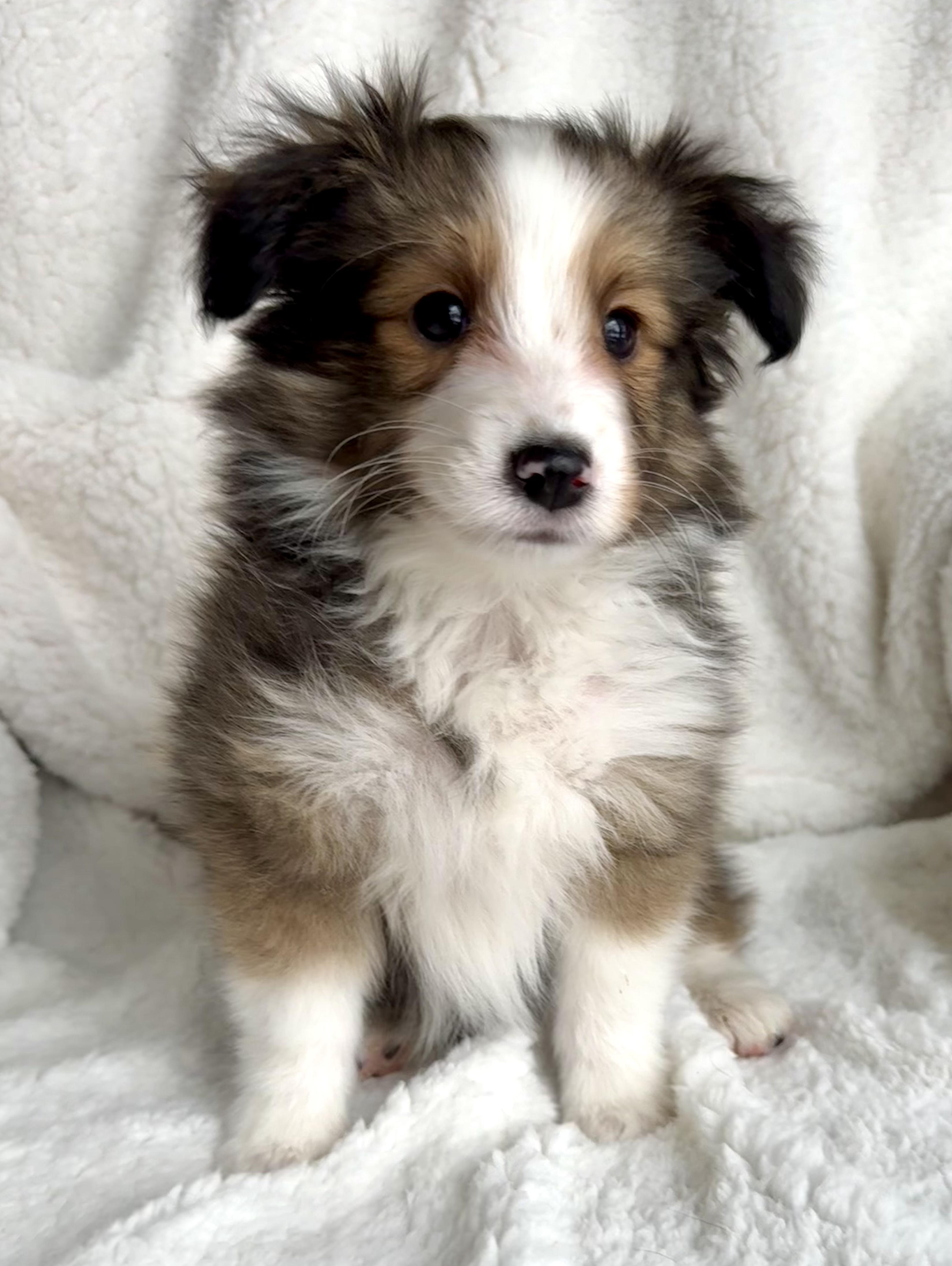 M7’s Shelties, Toonies & AussieDoodles in Michigan | Shetland Sheepdog ...