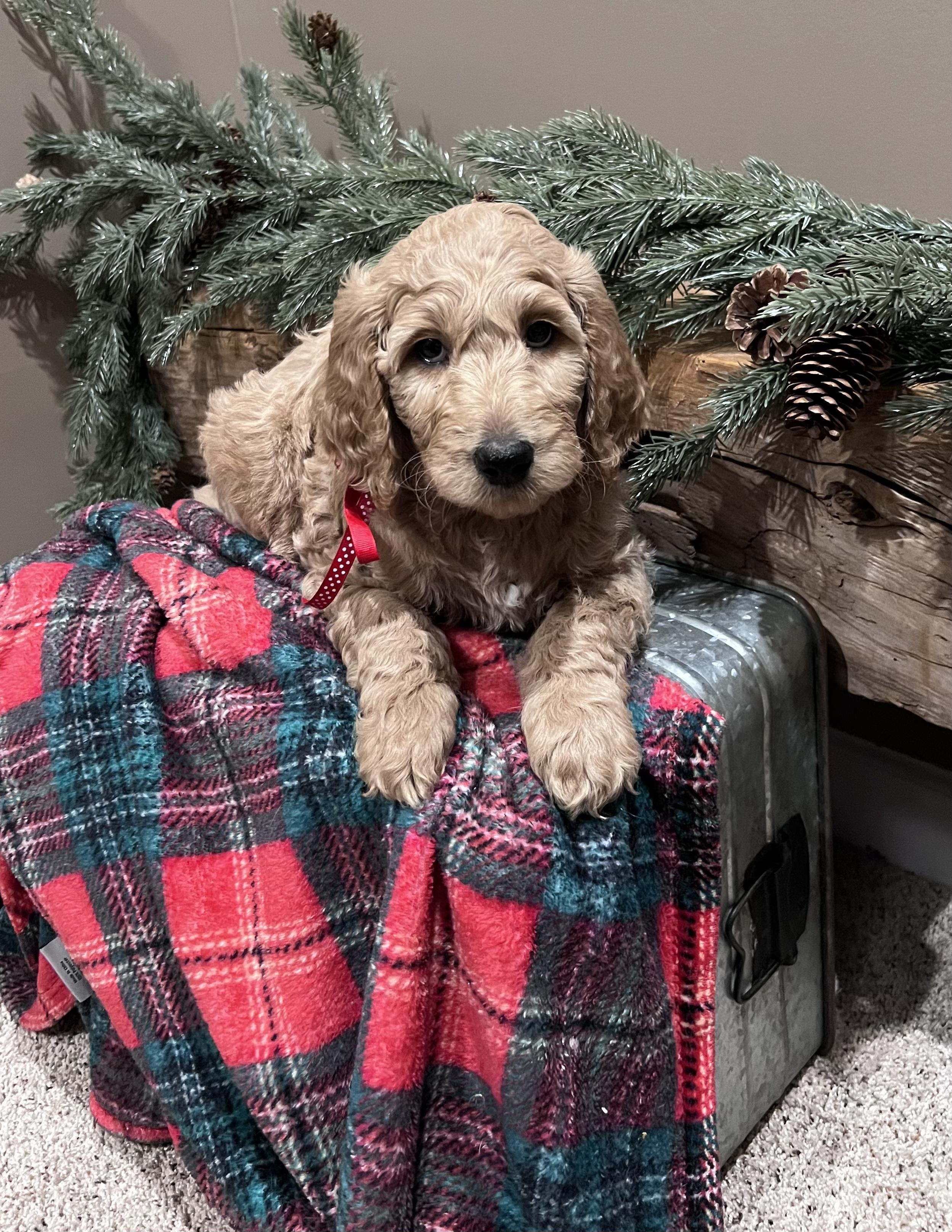 Faithfully Yours Doodles in Indiana | Goldendoodle puppies | Good Dog