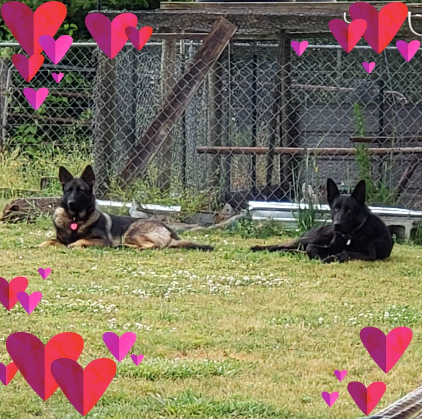 Charlene Best's German Shepherds in Alabama | German Shepherd puppies ...