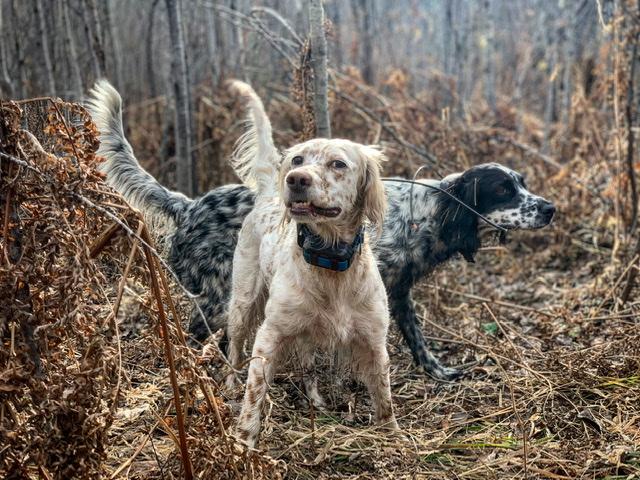 Paint River Llewellins in Michigan | Llewellin Setter puppies | Good Dog