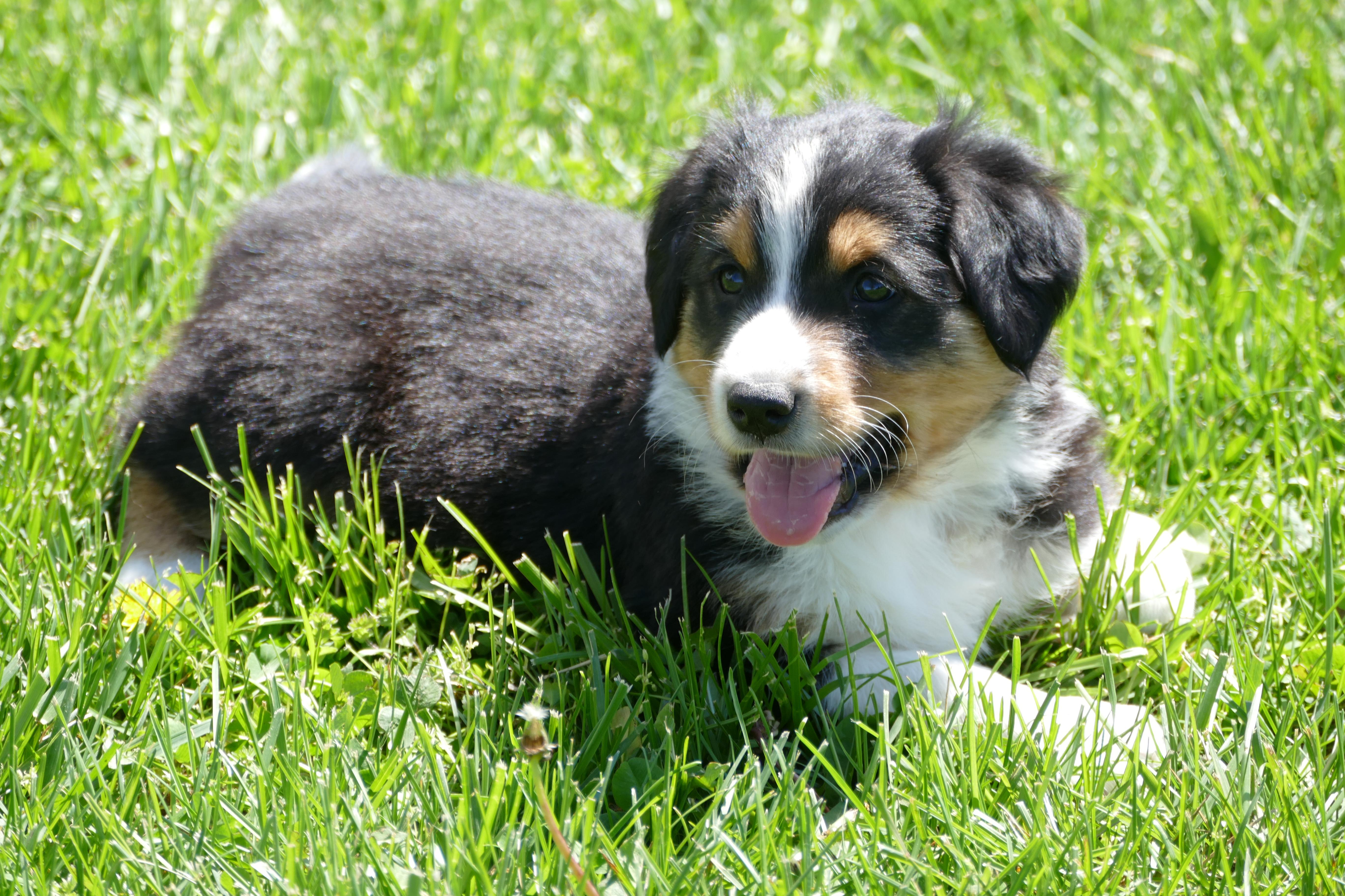 Oerly's English Shepherds in Missouri | English Shepherd puppies | Good Dog