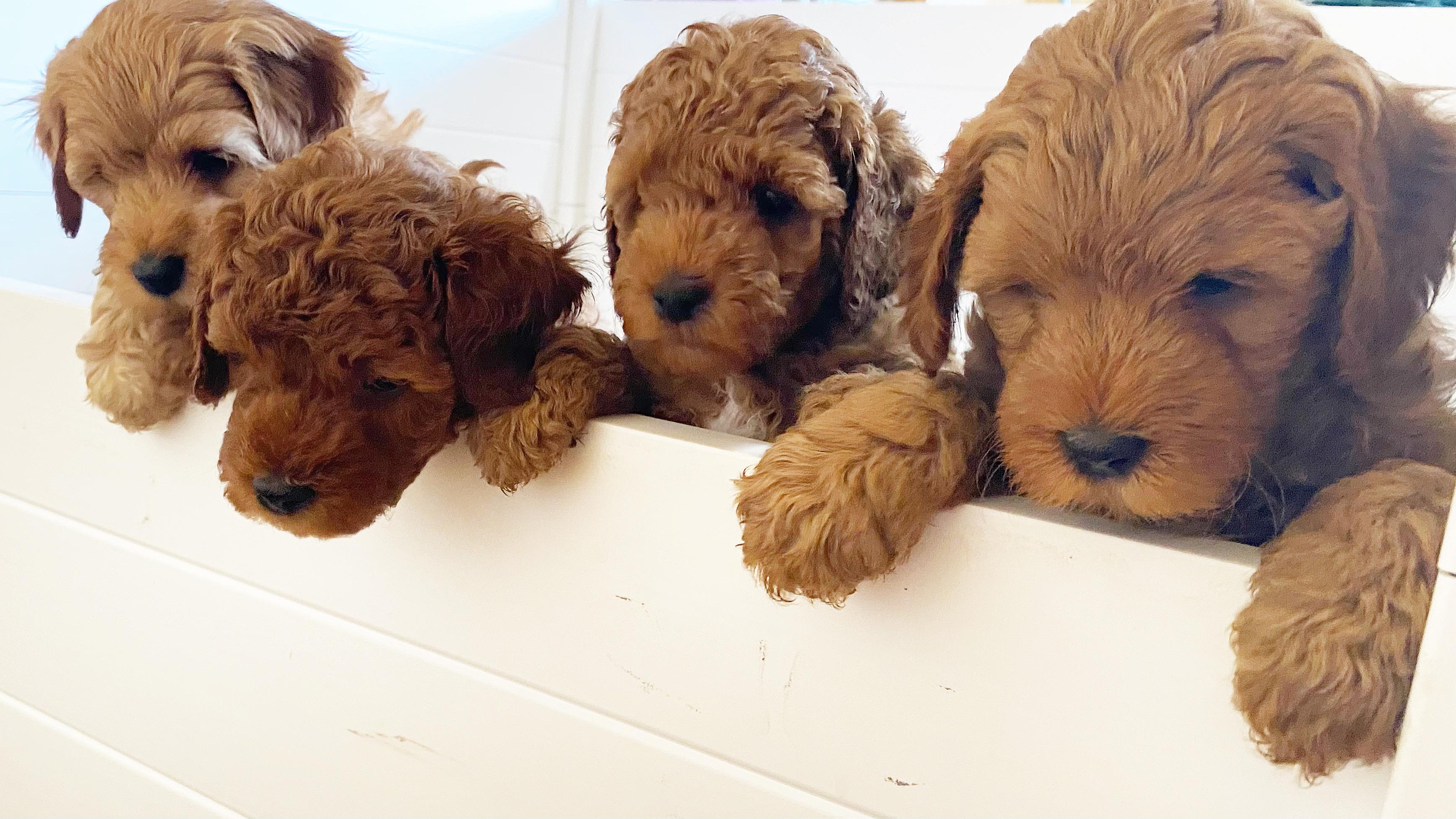 Simply Mini Goldendoodles in Colorado | Goldendoodle puppies | Good Dog