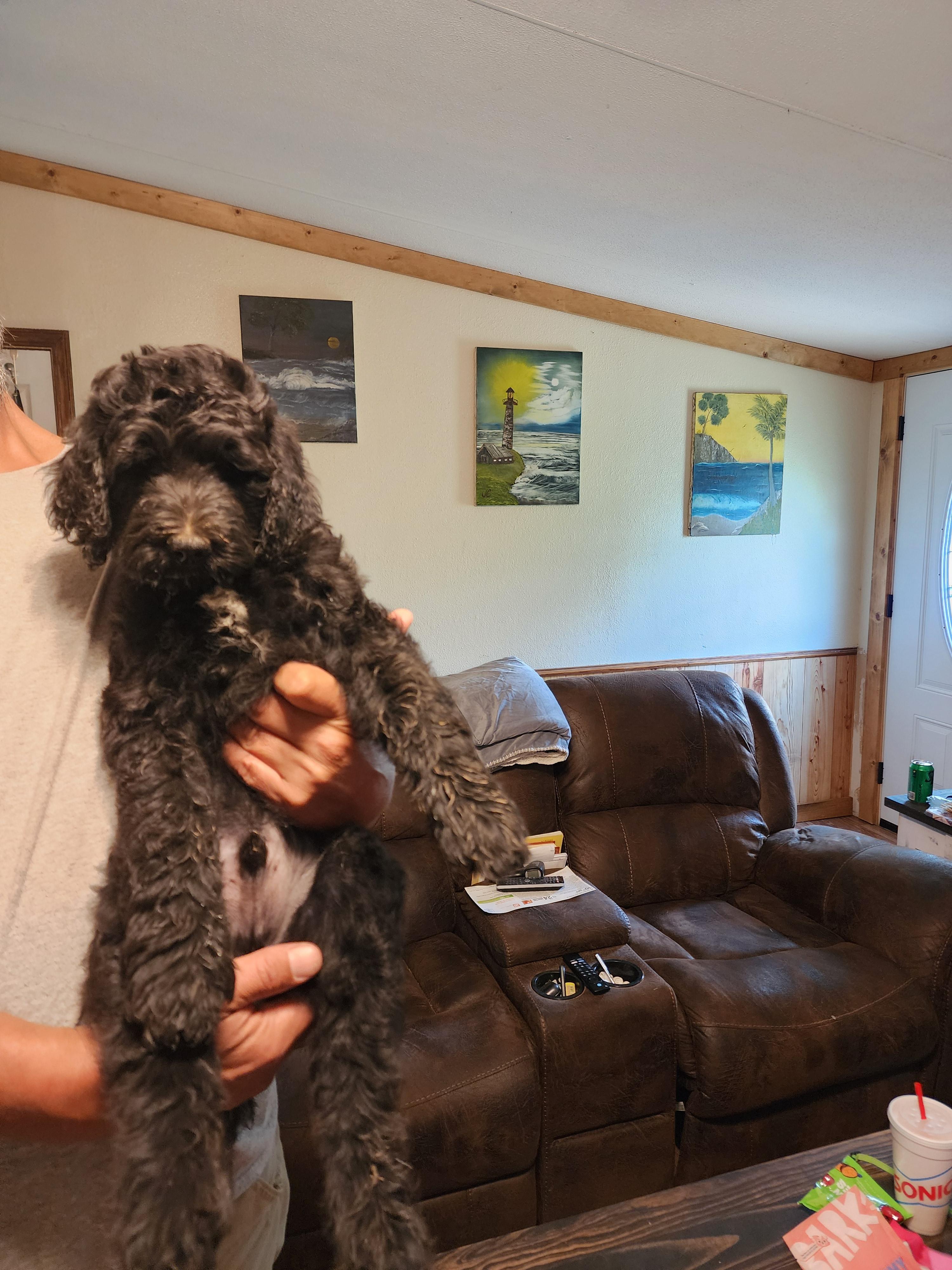 Country Pups Doodles in Texas | Goldendoodle puppies | Good Dog