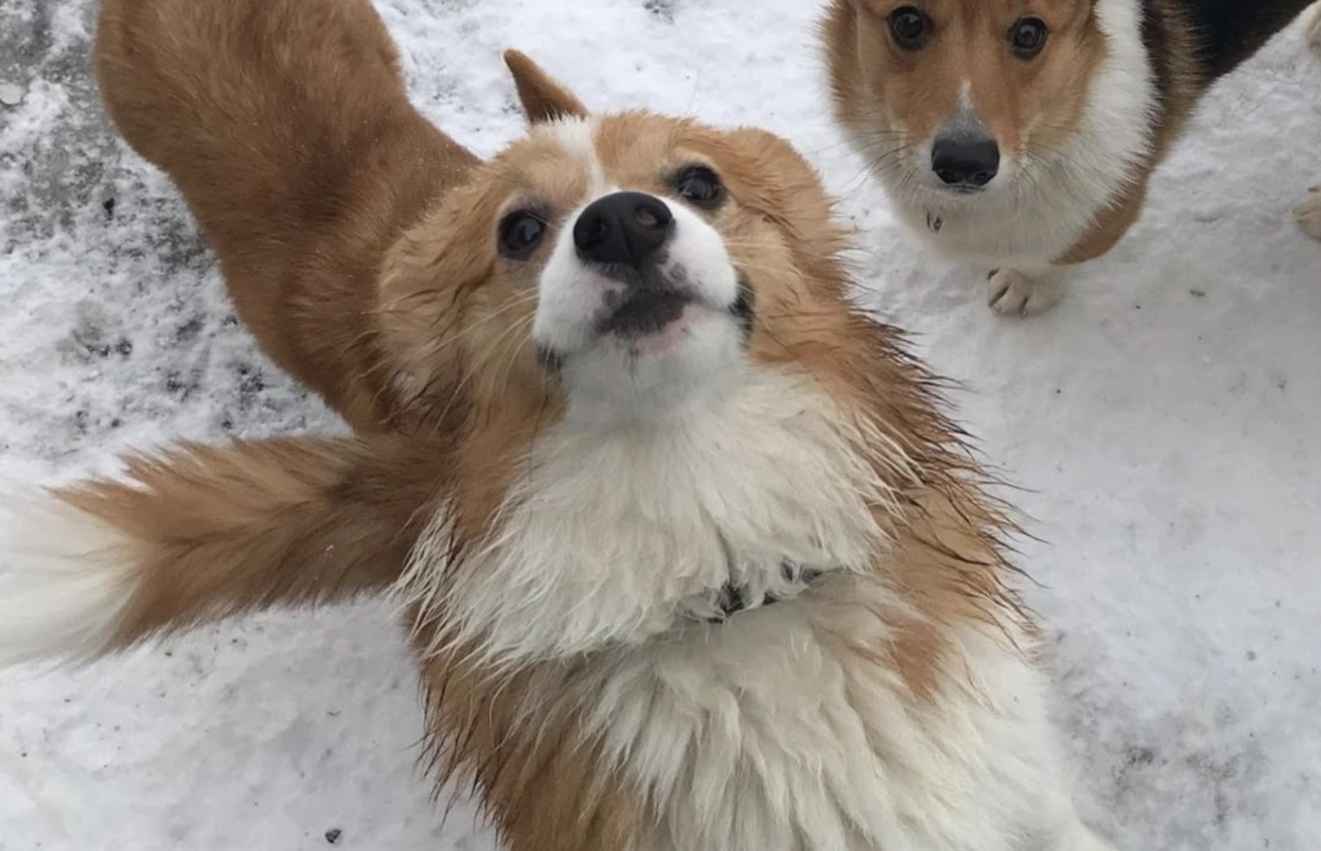 Faery Mount Farm in Washington | Pembroke Welsh Corgi and American ...