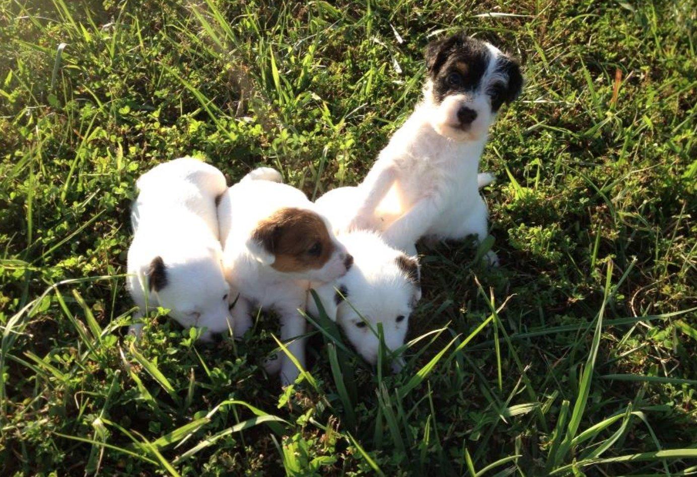 Rock Chalk Terriers in Kansas | Jack Russell Terrier puppies | Good Dog