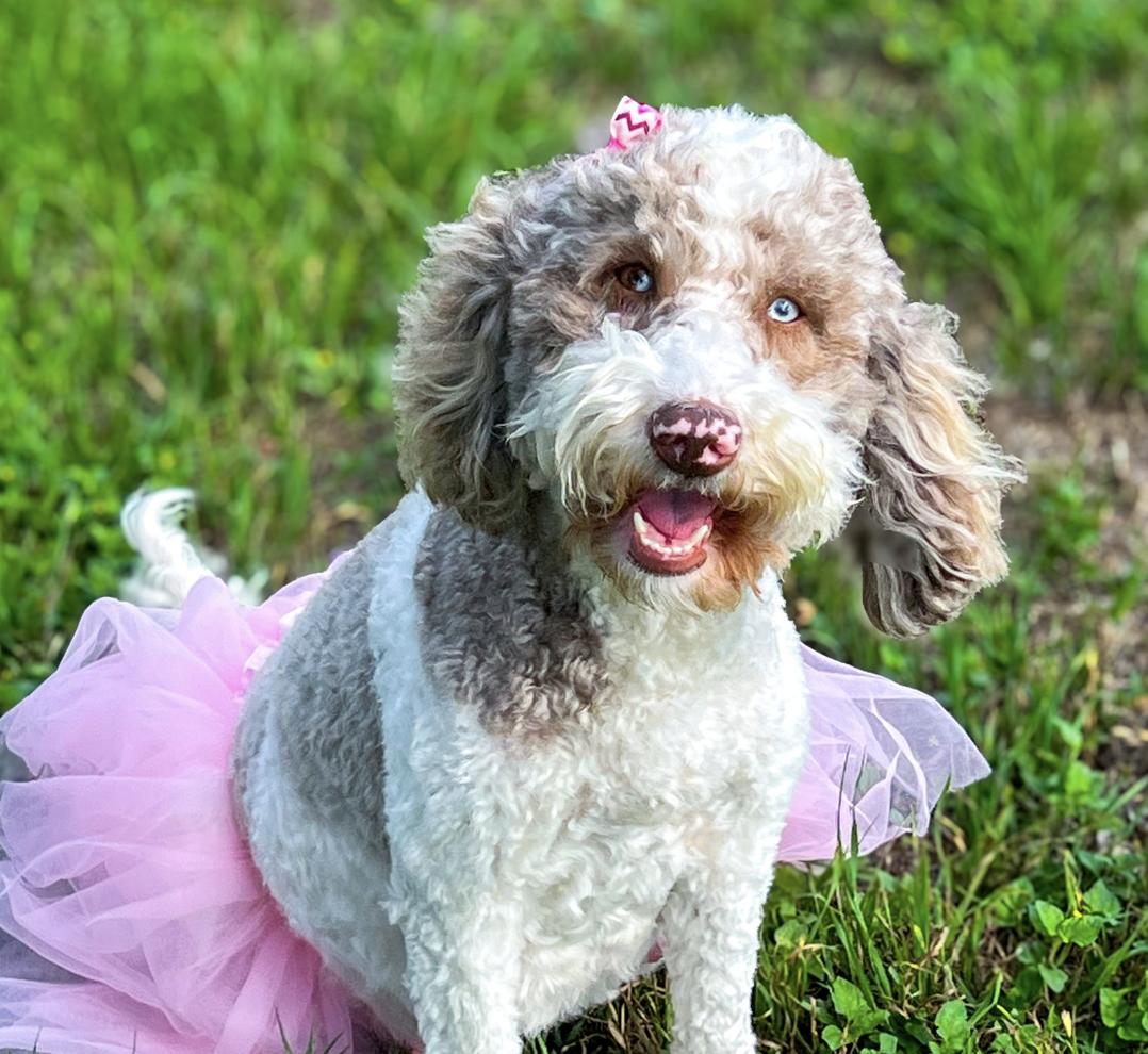 The Scott’s Dood Ranch in Texas | Double Doodle puppies | Good Dog