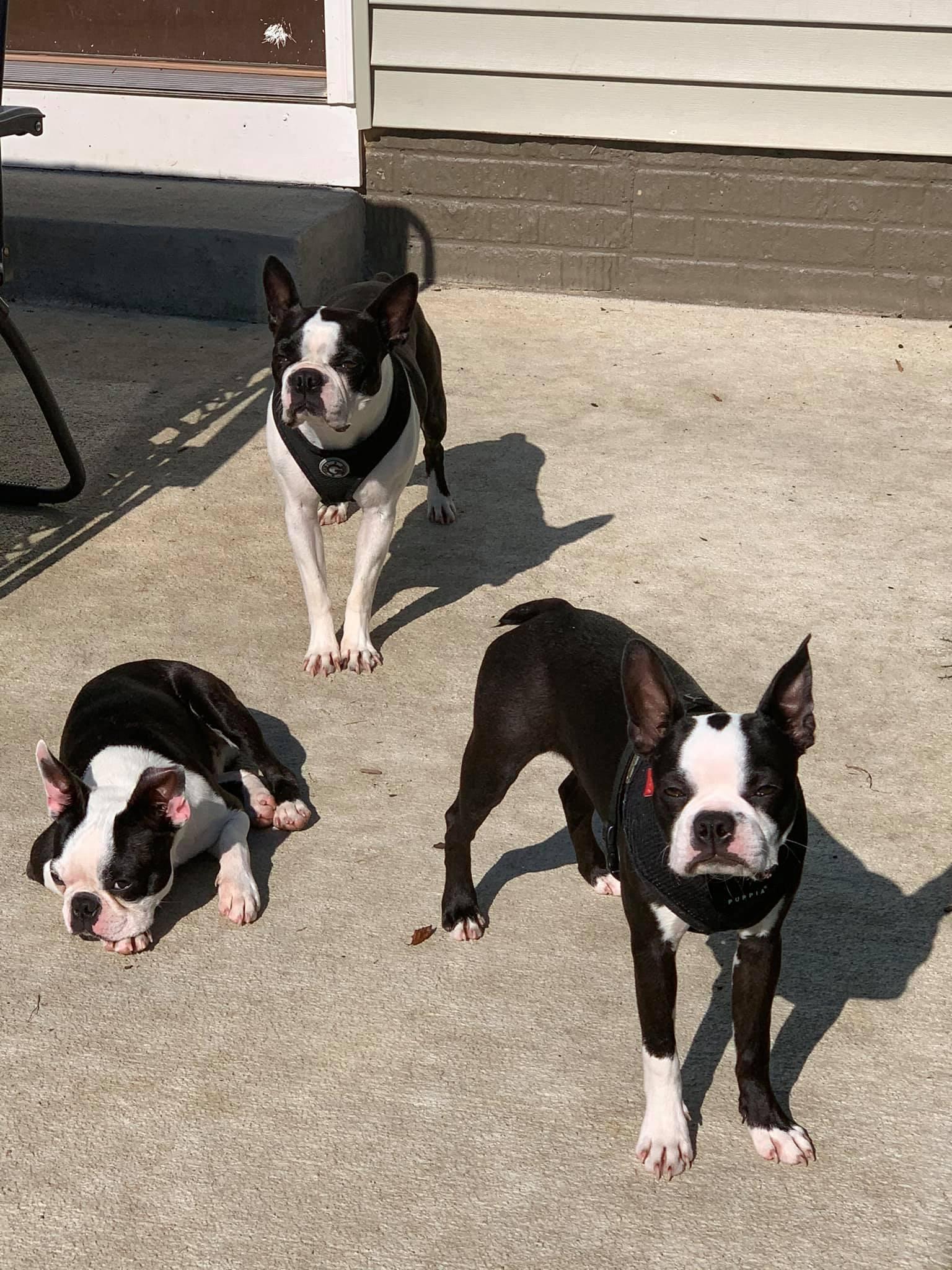 AKC Boston Terriers by Jean Marie in Virginia | Boston Terrier puppies ...