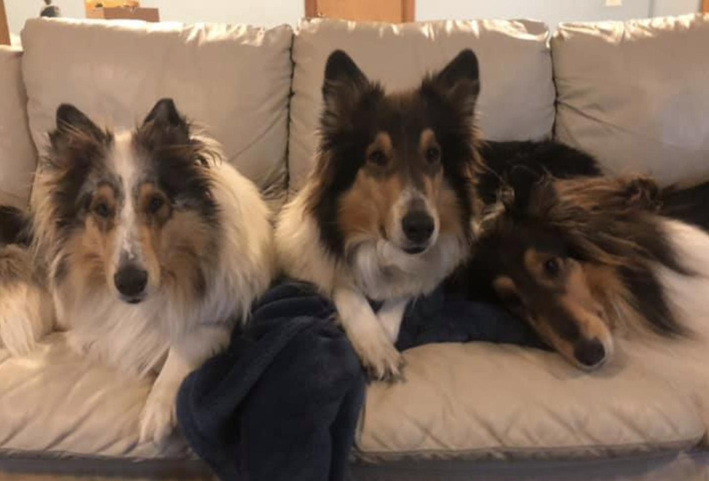 Cottonwood Collies in New York | Collie puppies | Good Dog