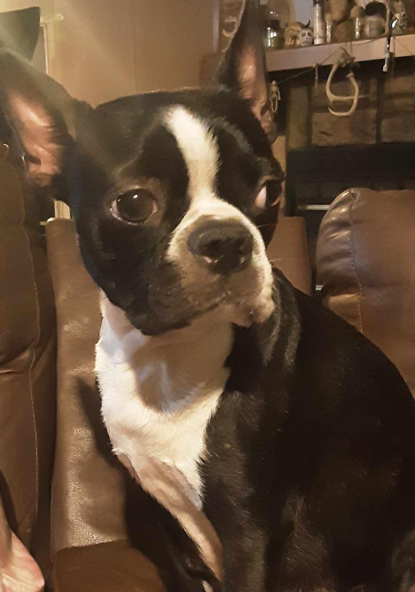 Easter Bostons,Pugs & Buggs in Alabama | Boston Terrier, Pug or ...