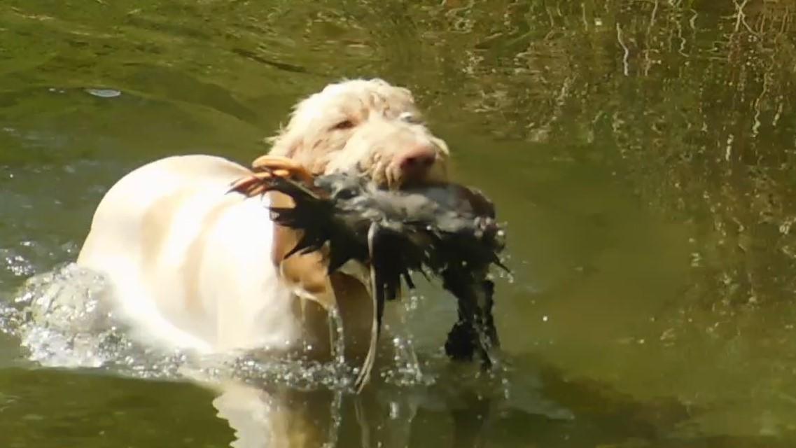 Maple Hollow Spinone Springwater NY in New York | Spinone Italiano ...