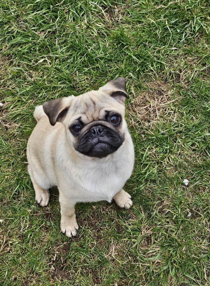 PUGZ PAWZ in New Jersey | Pug puppies | Good Dog