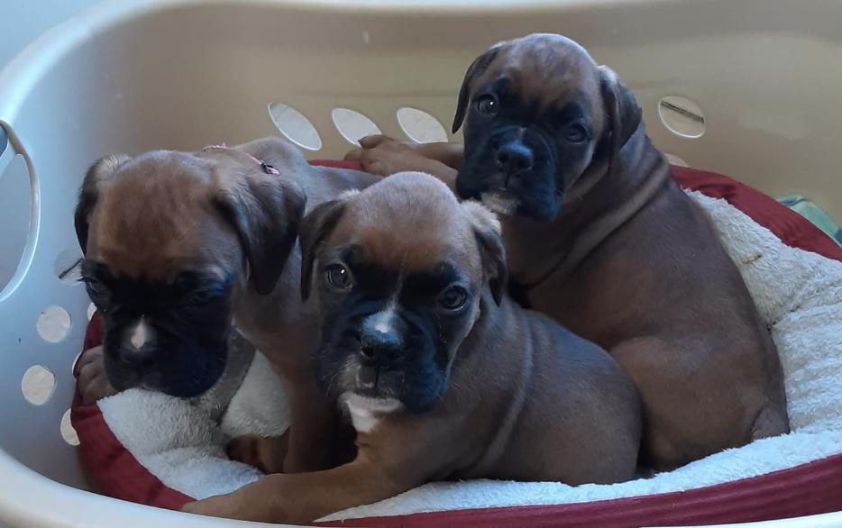 Christian's Boxers in Georgia | Boxer puppies | Good Dog