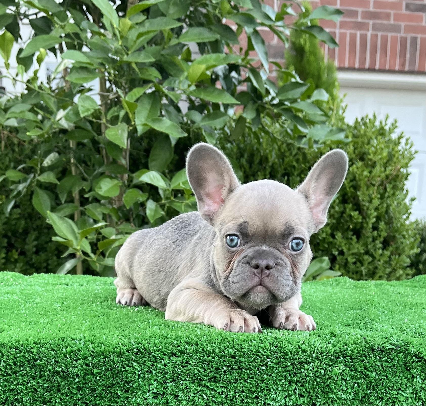 S&I Frenchies in Texas | French Bulldog puppies | Good Dog