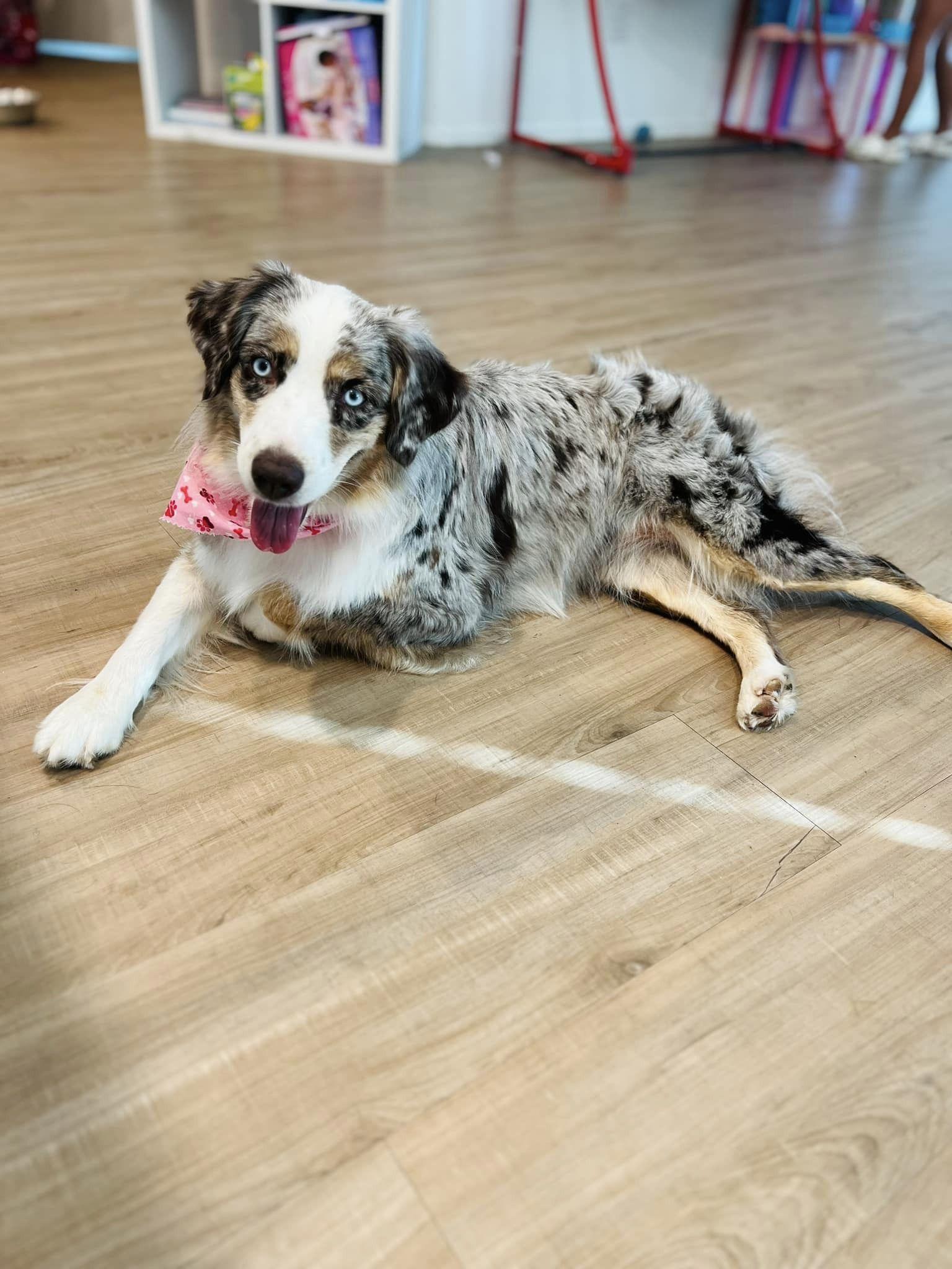 Big Zen Aussies in Texas | Australian Shepherd puppies | Good Dog