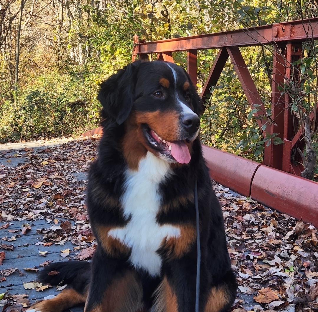 Bloomful Berners in Maryland | Bernese Mountain Dog puppies | Good Dog