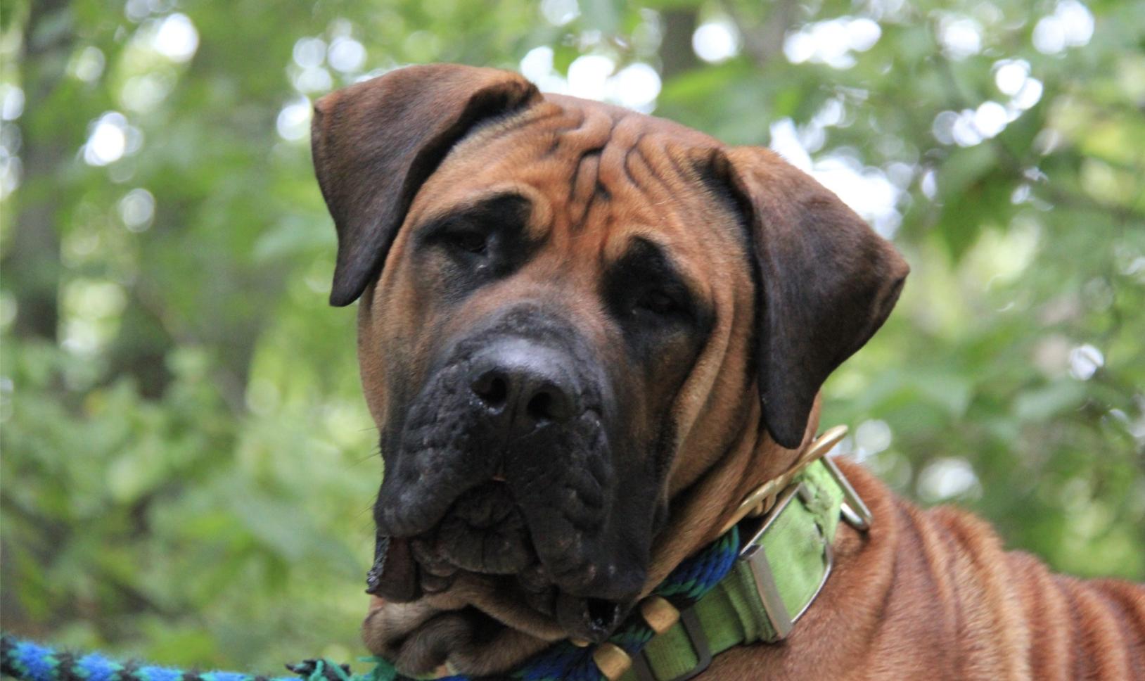 Rocky Top Boerboels in Ohio | Boerboel puppies | Good Dog