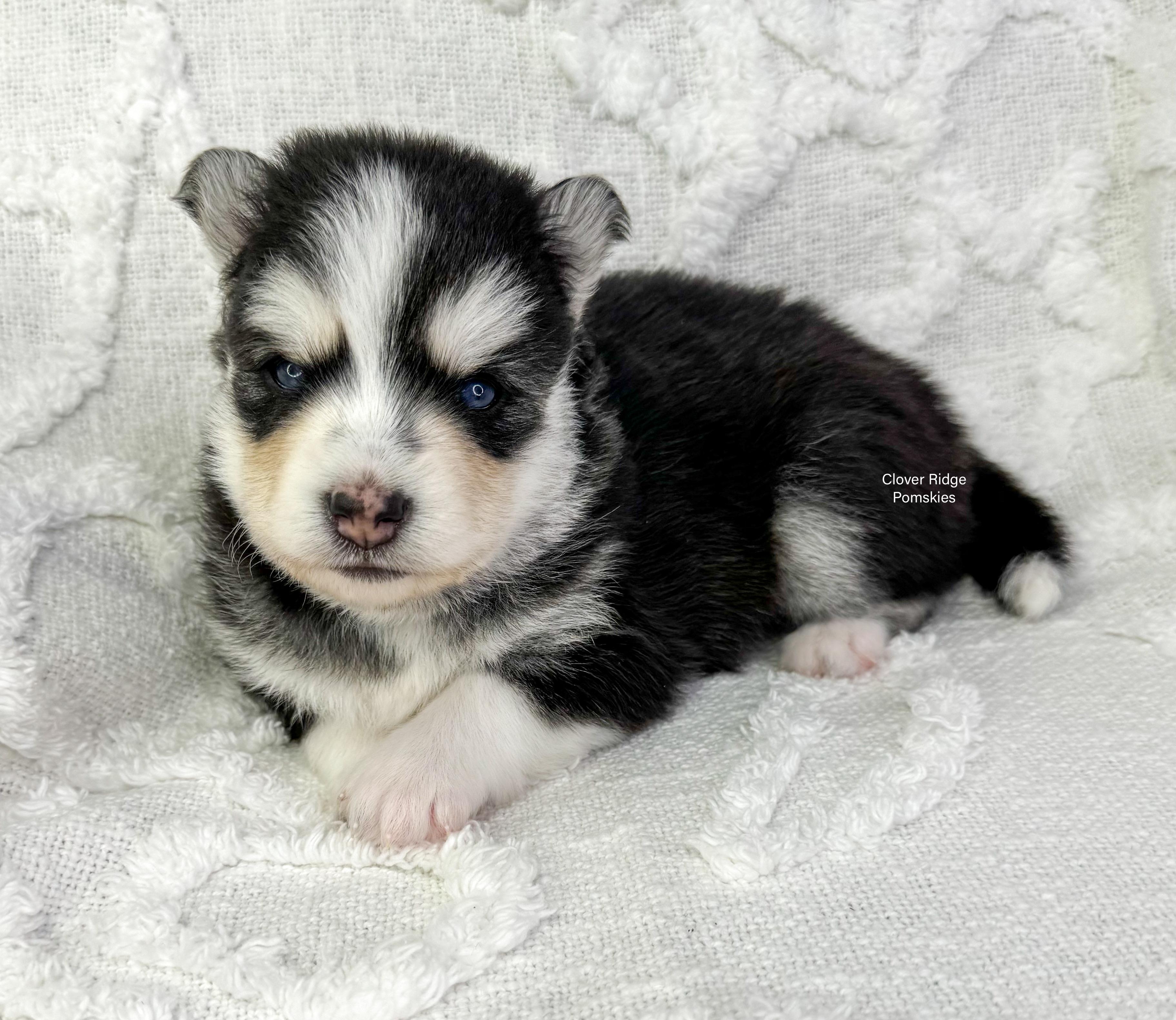 Clover Ridge Pomskies in Iowa | Pomsky puppies | Good Dog