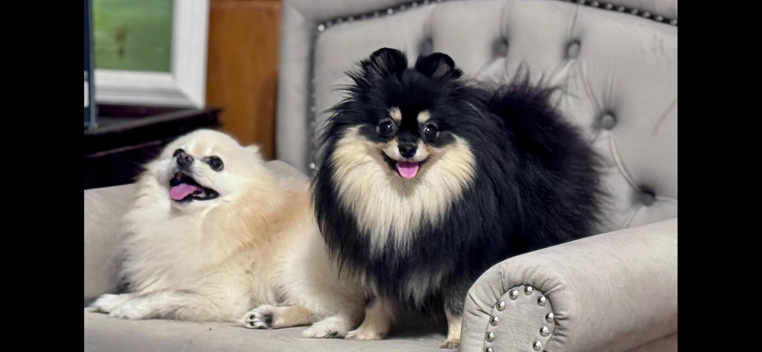 Kendra’s Pomapoos in Georgia | Pomeranian puppies | Good Dog