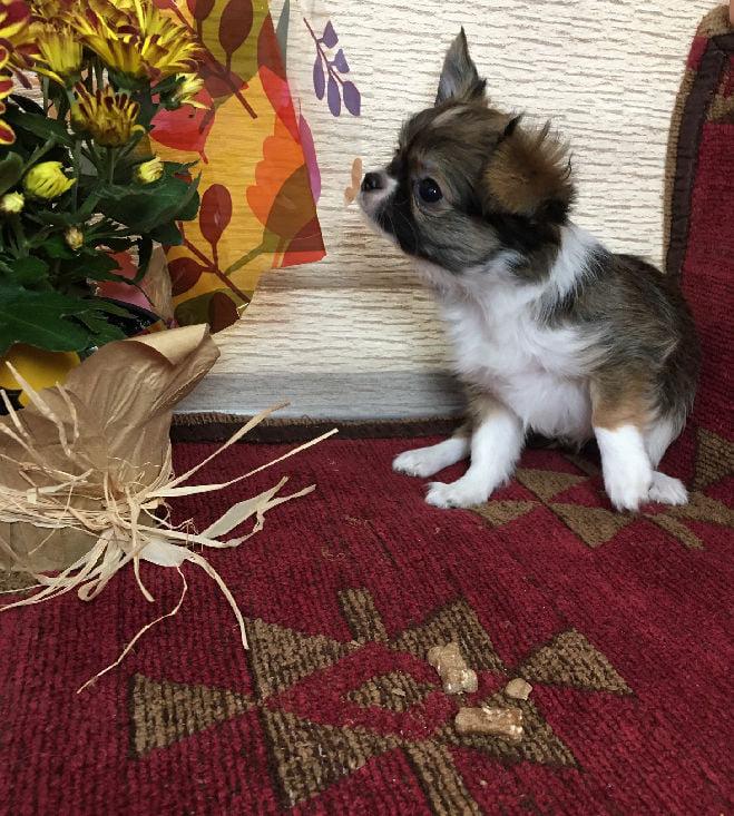 Chihuahuas Wee Love in Texas | Chihuahua puppies | Good Dog