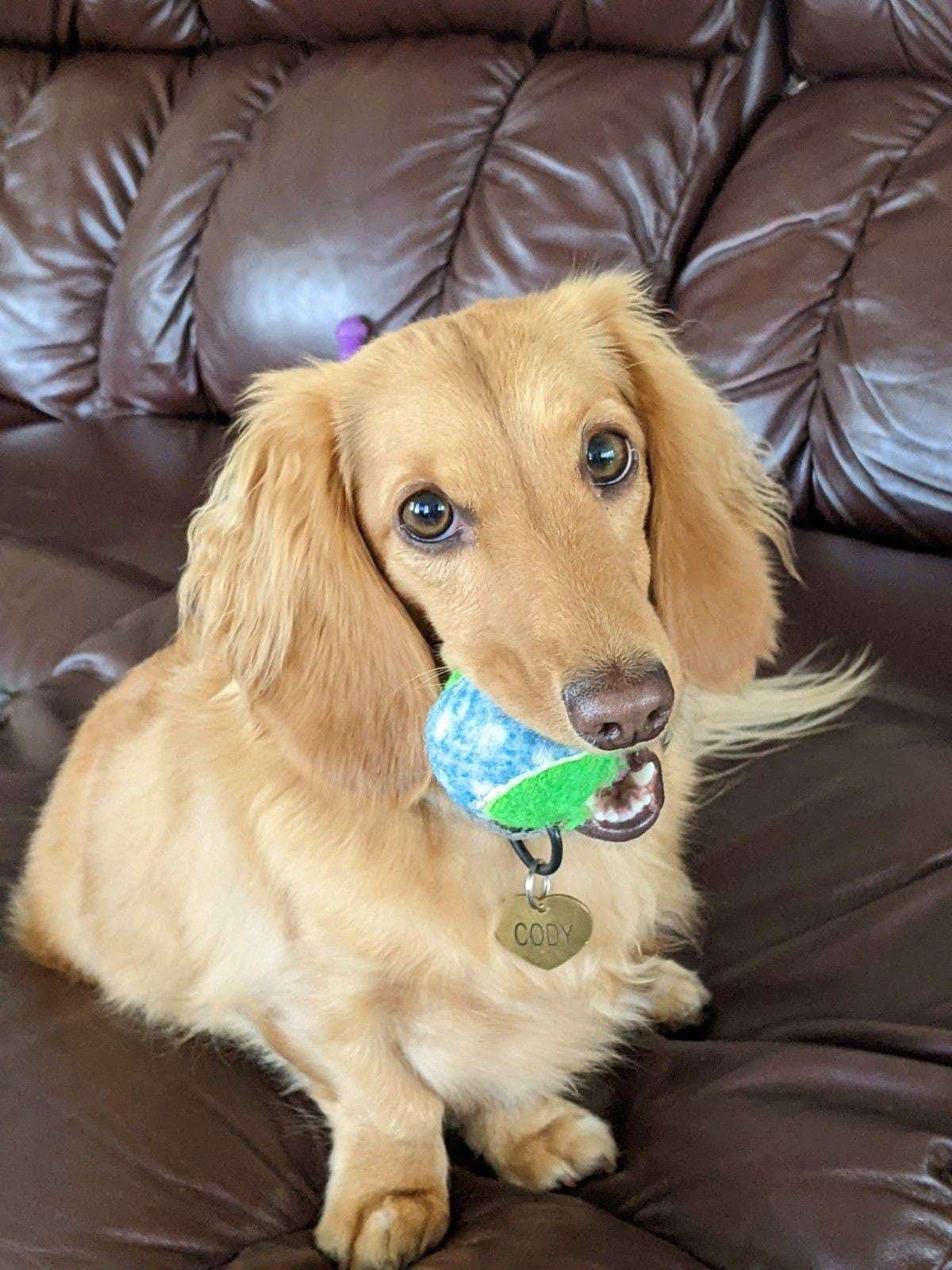 Rose Layne Dachshunds in Virginia | Dachshund puppies | Good Dog