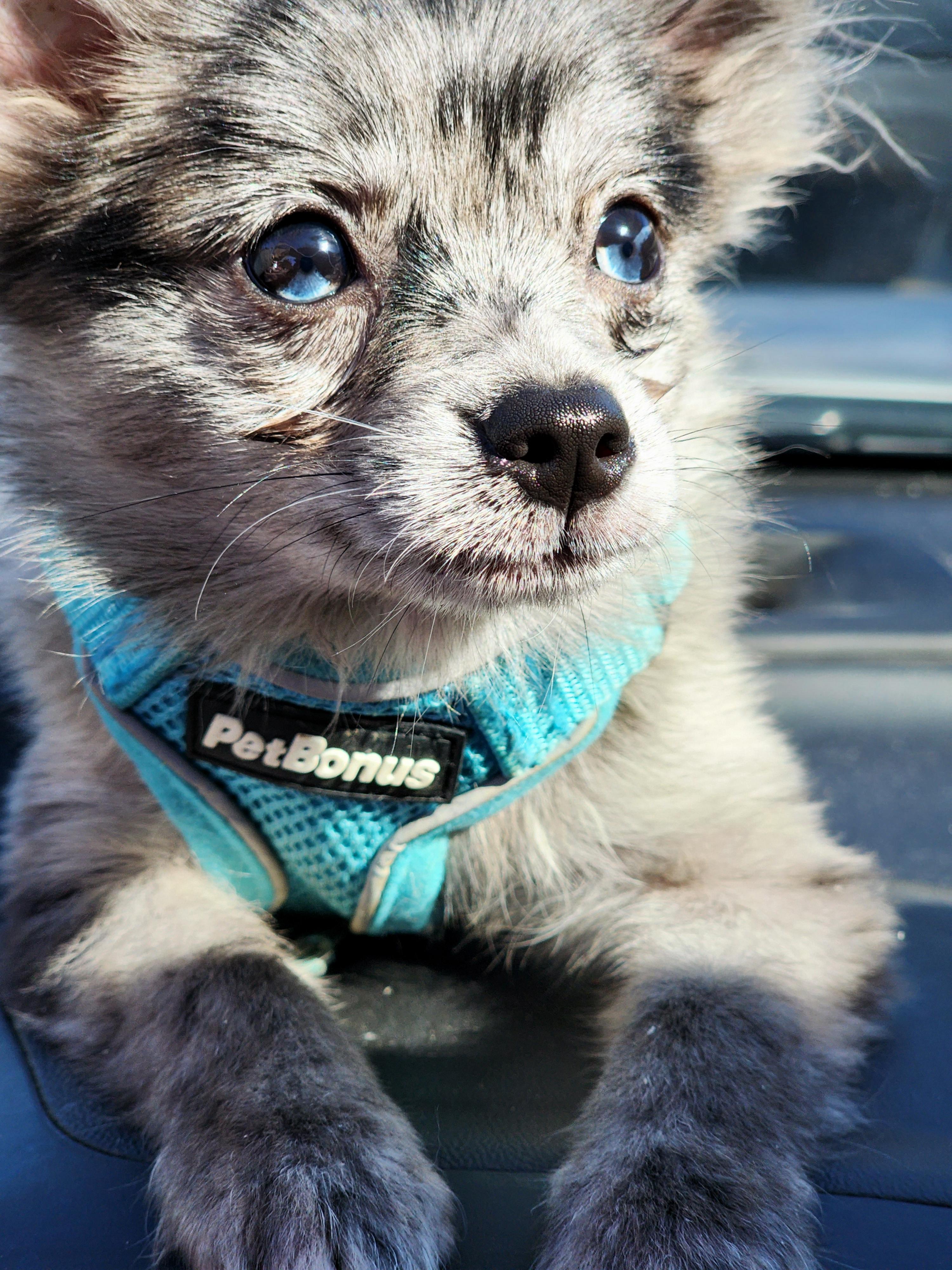 Ramos' Pommies in Texas | Pomeranian puppies | Good Dog