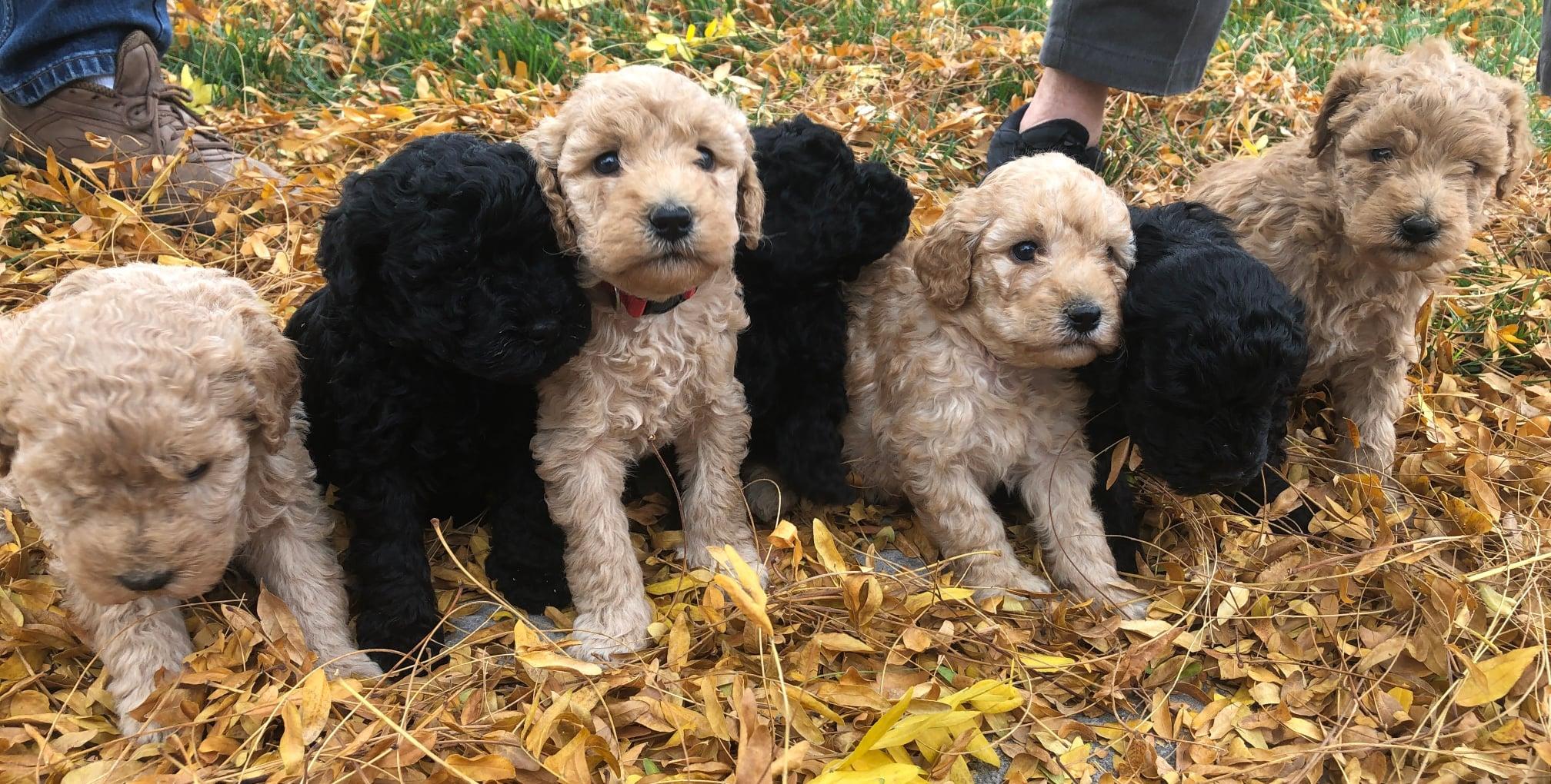 Famous Doodles in Utah | Labradoodle puppies | Good Dog