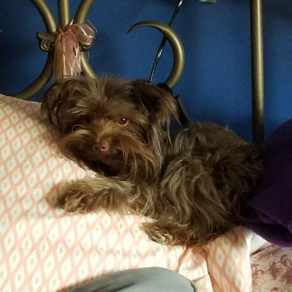 My Pure Yorkies in New York | Yorkshire Terrier puppies | Good Dog