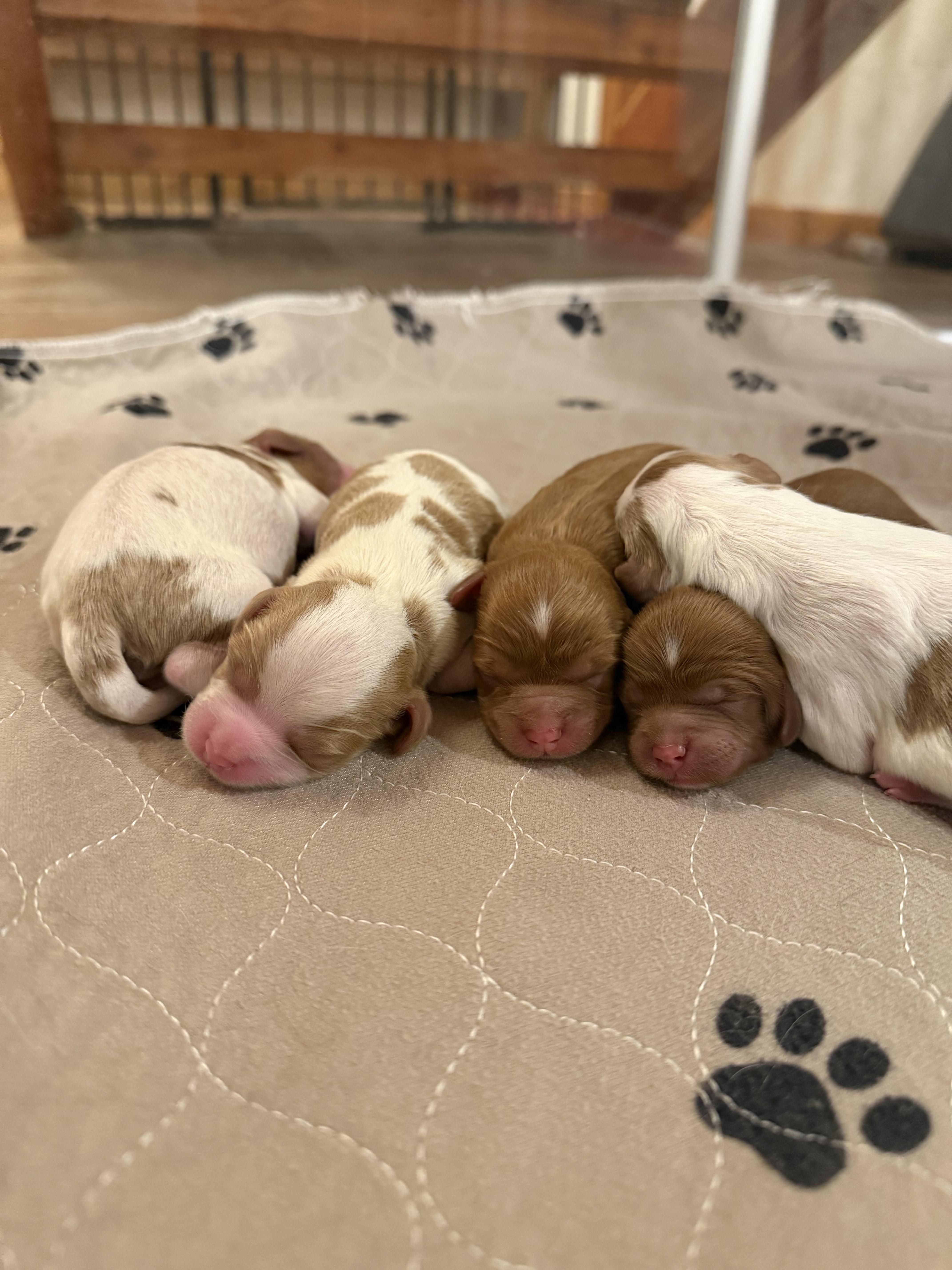 Columbia Basin Puppies in Washington | Cavapoo and Companion Cross ...