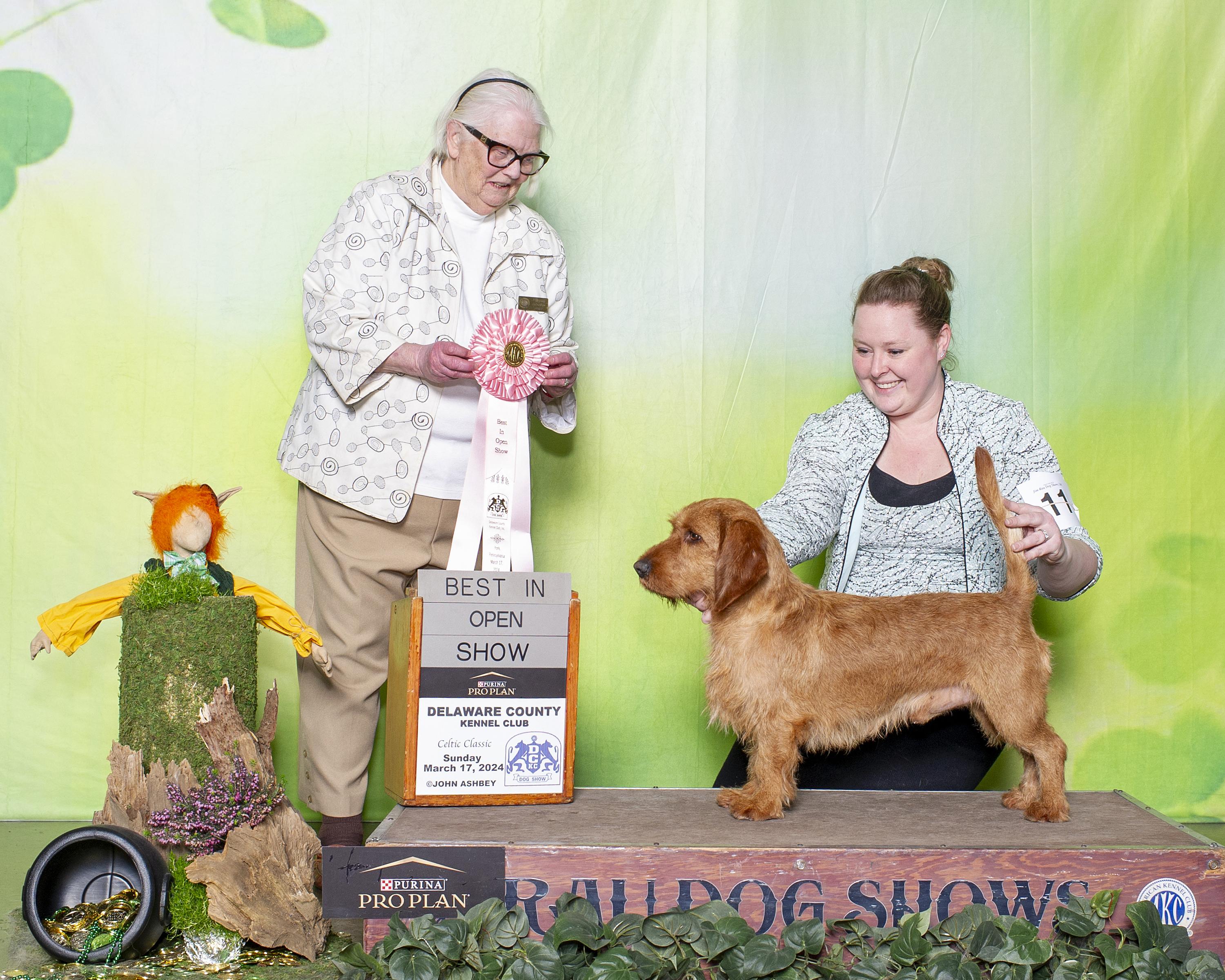 4 Clovers Kennel in Pennsylvania | Basset Fauve de Bretagne and ...