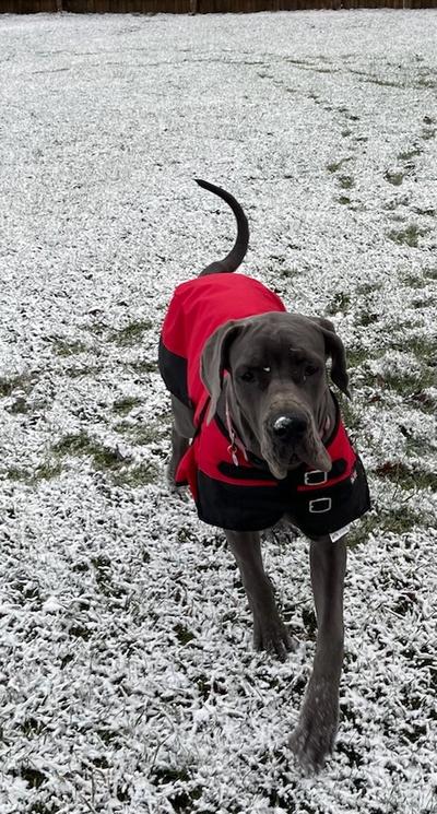 Twin Oaks Danes in Indiana | Great Dane puppies | Good Dog