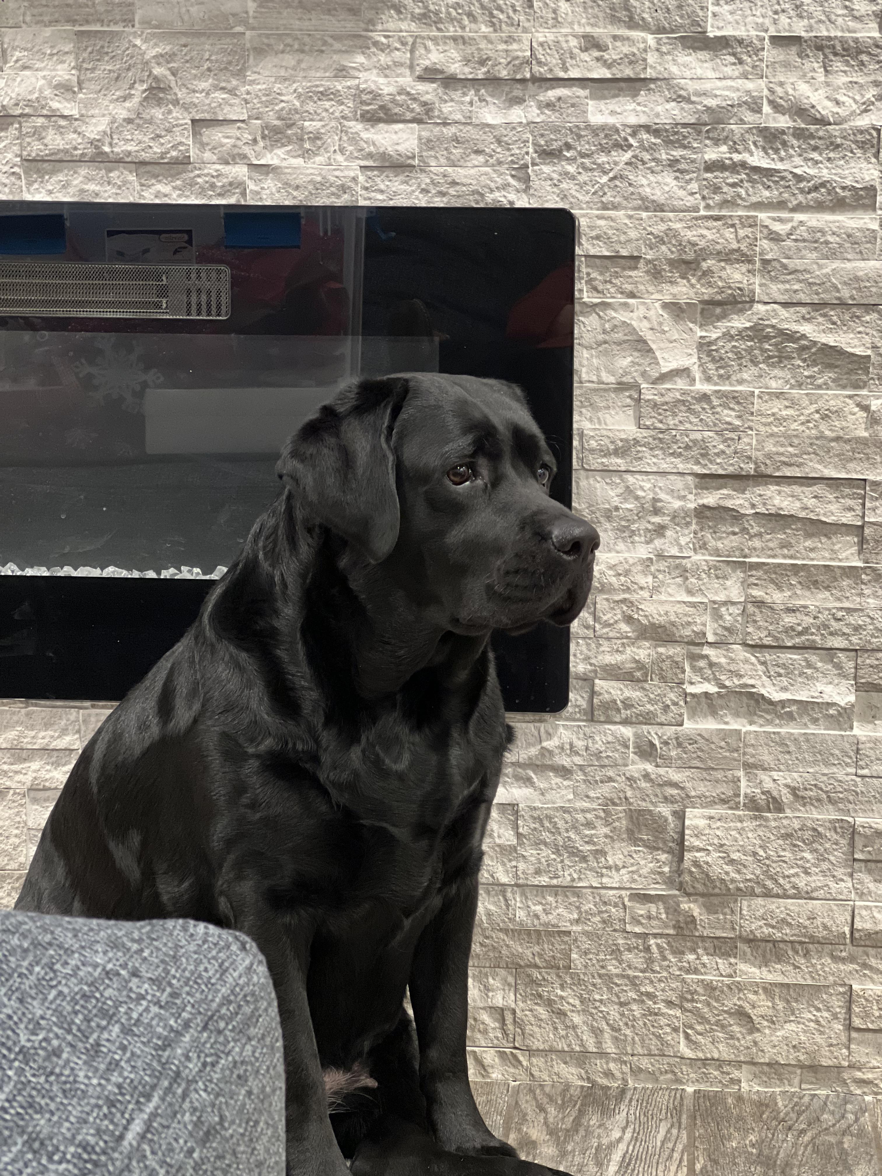 Labs of Romeo in Michigan | Labrador Retriever puppies | Good Dog