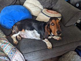 Buckeye Bassets 419 in Ohio | Basset Hound puppies | Good Dog