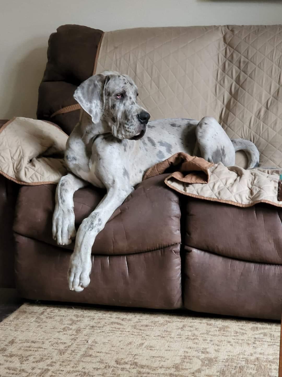 James Danes in Idaho | Great Dane puppies | Good Dog