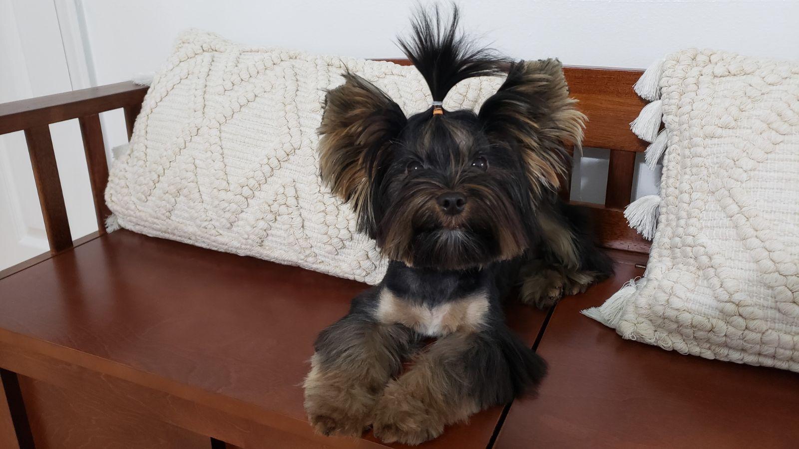 Alsop's Precious Paws in North Carolina | Yorkshire Terrier puppies ...