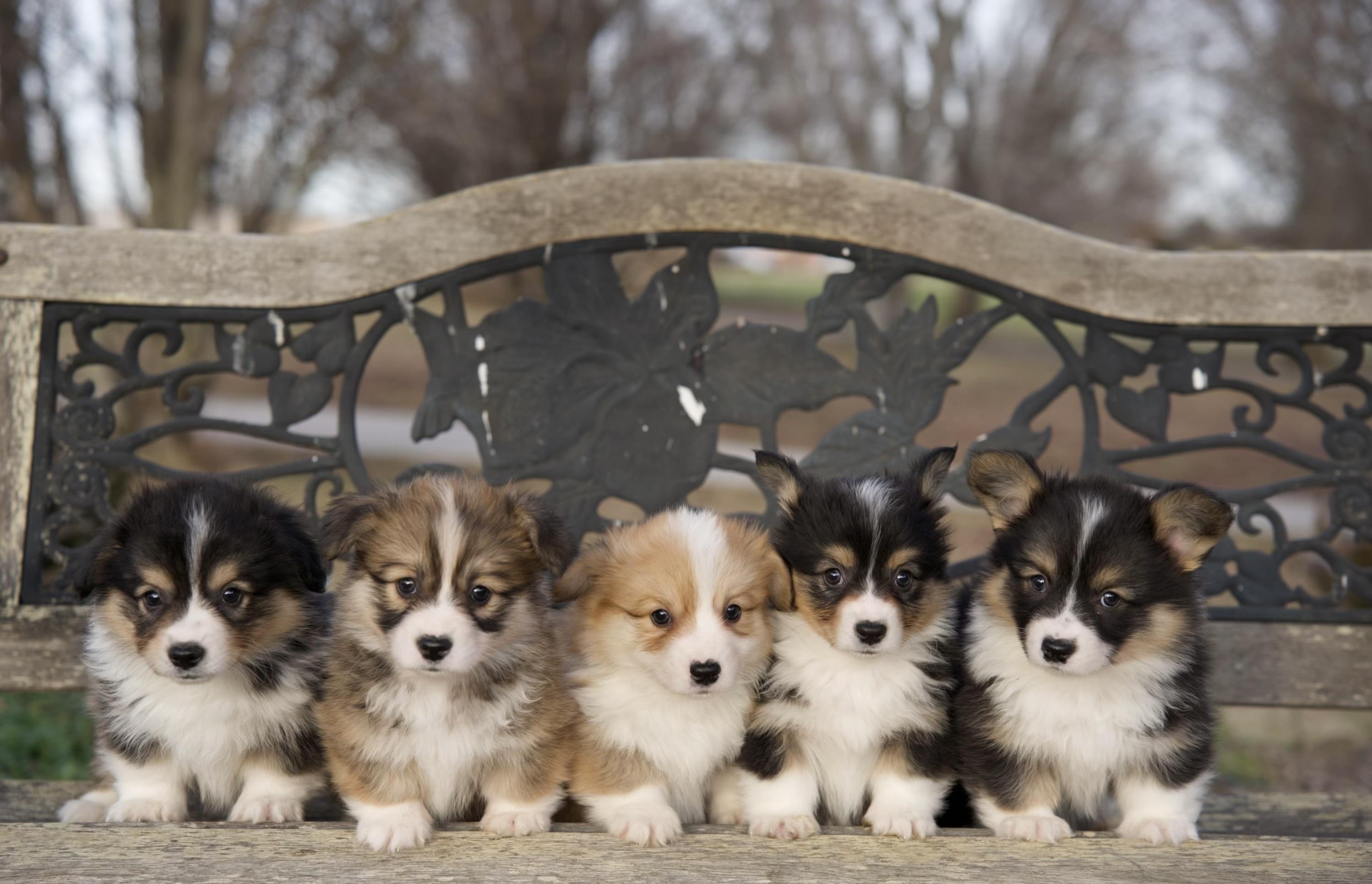 SunShine Corgis in Kentucky | Pembroke Welsh Corgi puppies | Good Dog