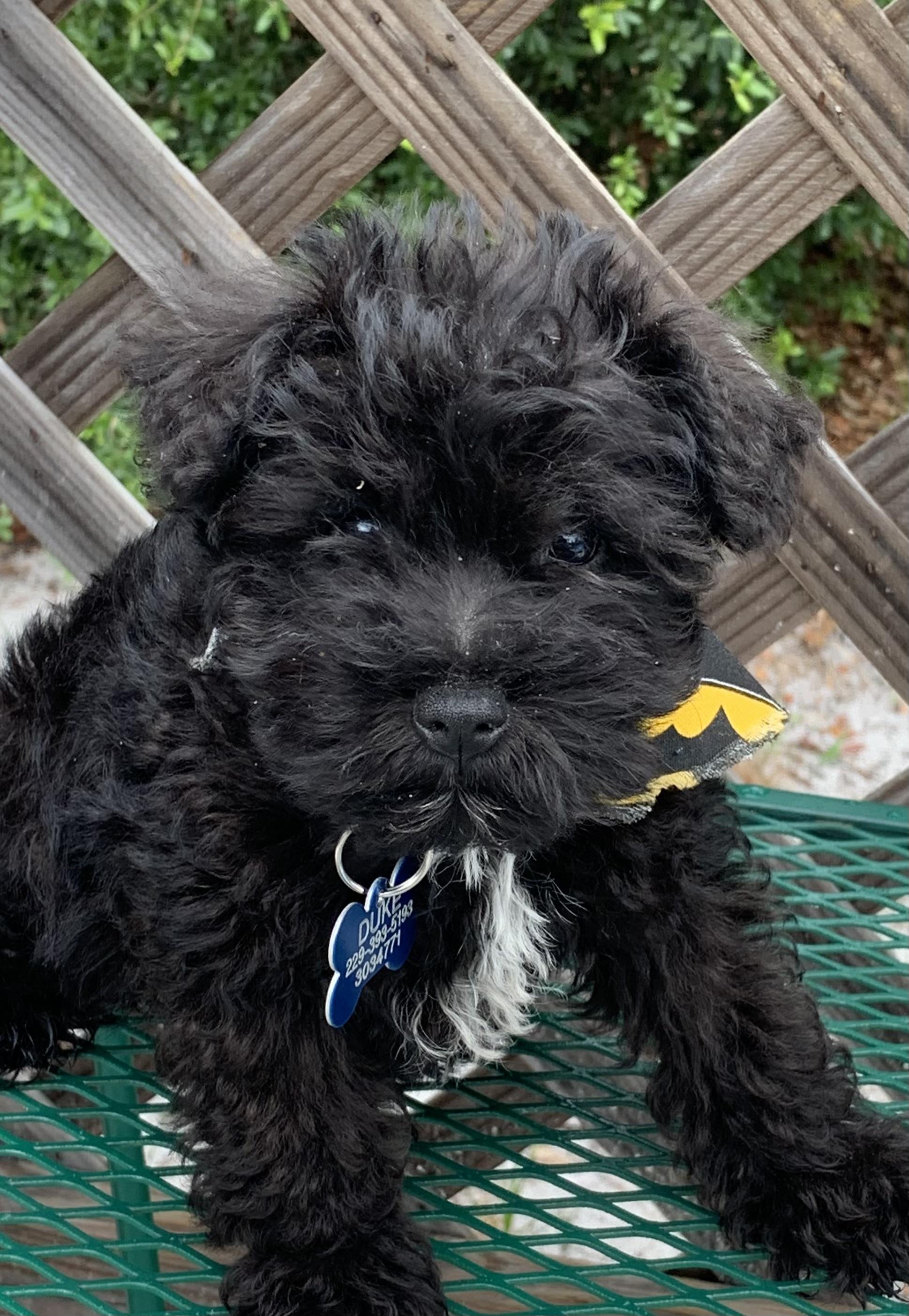 Wendi’s Minis in Georgia | Miniature Schnauzer puppies | Good Dog