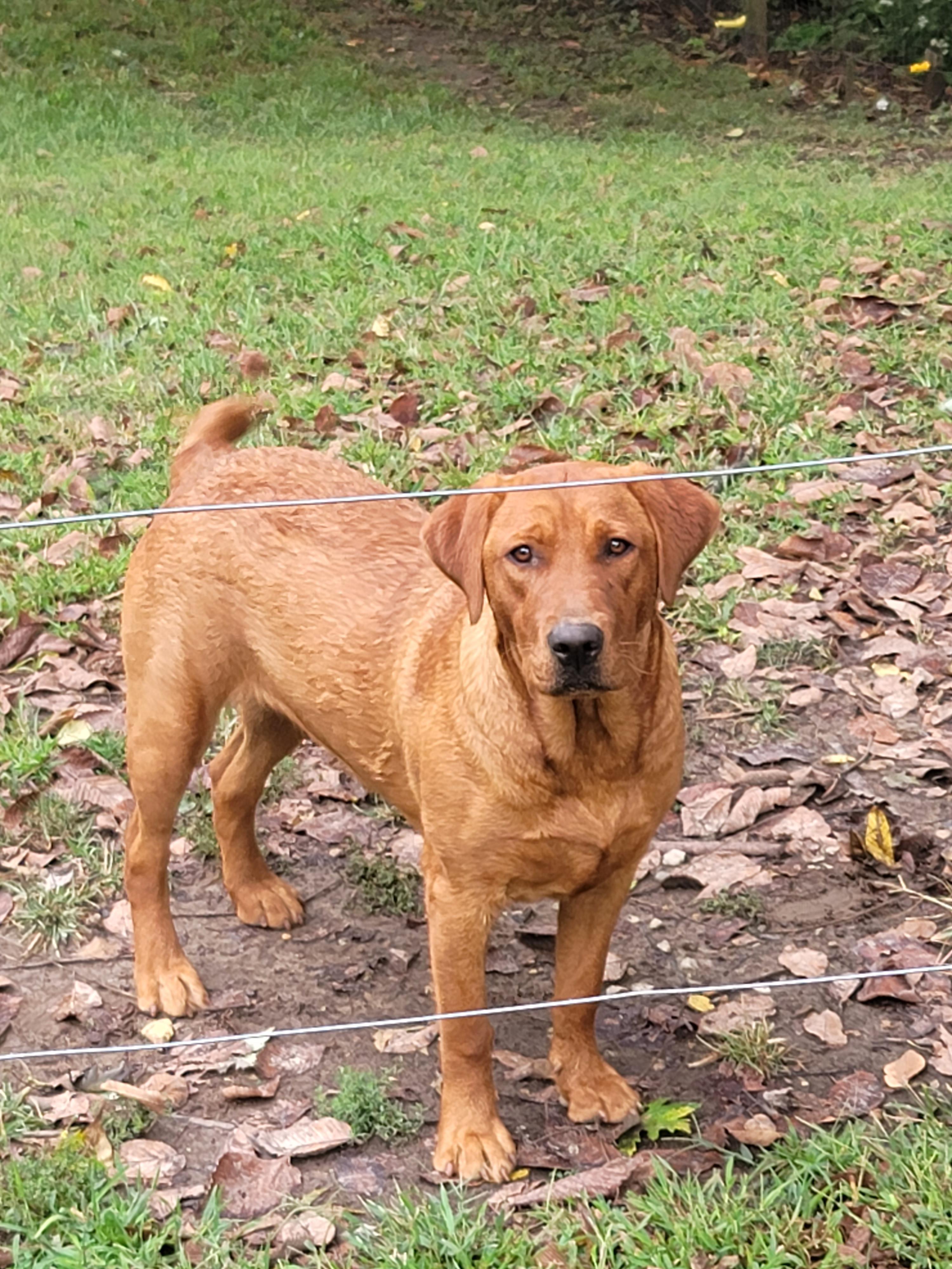 SmoKy Hills Labradors in Illinois | Labrador Retriever and Dilute ...