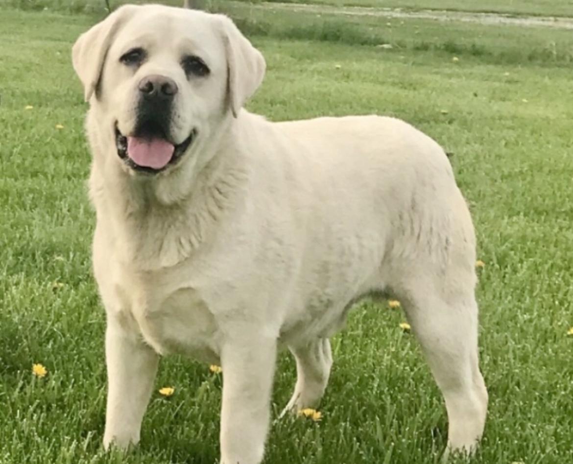 Heartlands Quality Labrador Retrievers in Ohio | Labrador Retriever ...