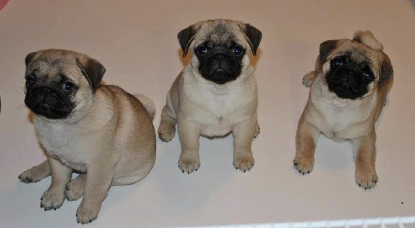 WindWalker Pugs in Washington | Pug puppies | Good Dog