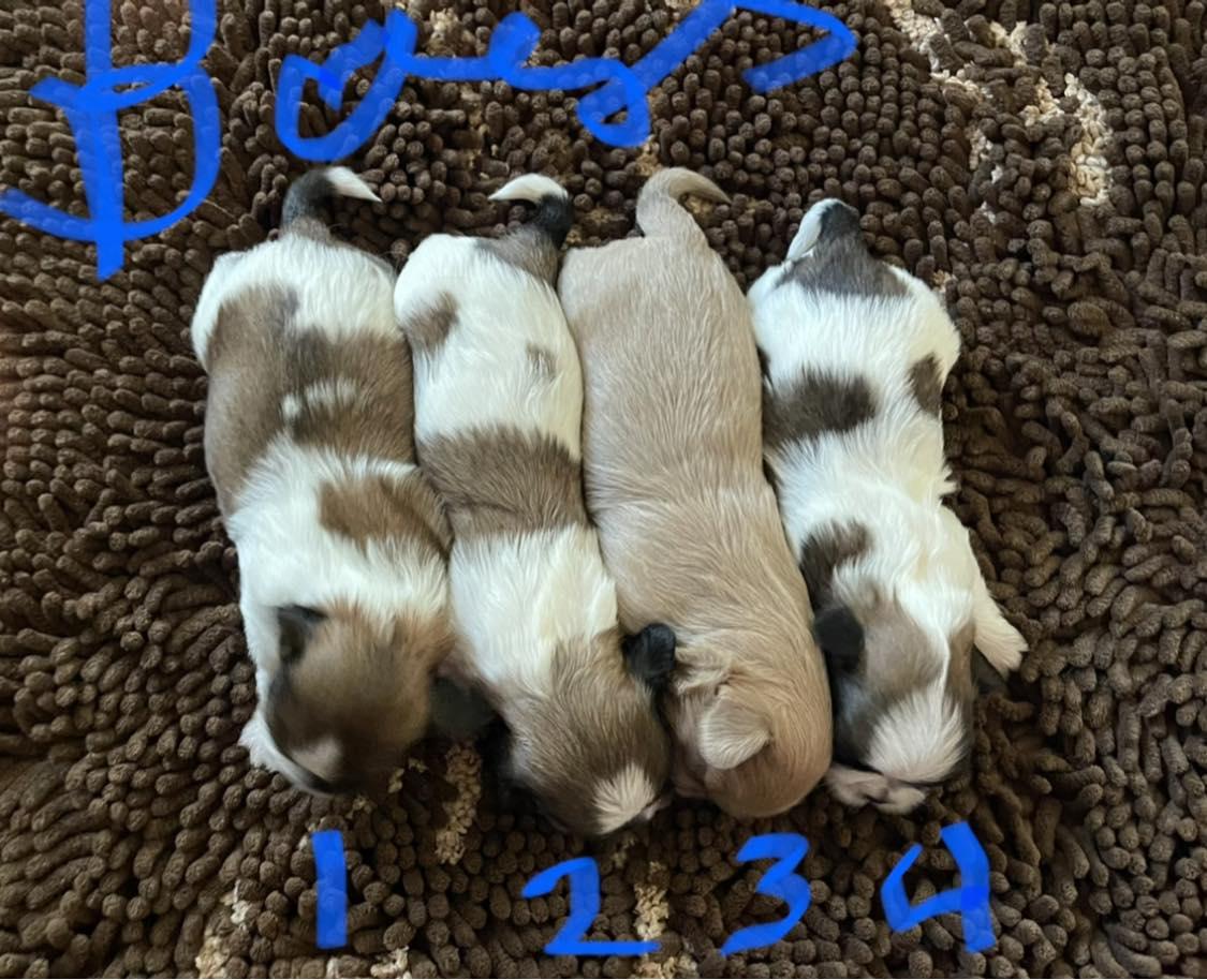 Moore’s Family Shih Tuz’s in Utah | Shih Tzu puppies | Good Dog