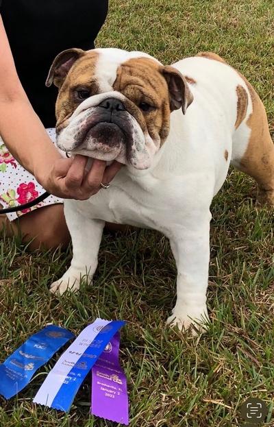 Romanov’s Bulldogs in Florida | Bulldog and French Bulldog puppies ...