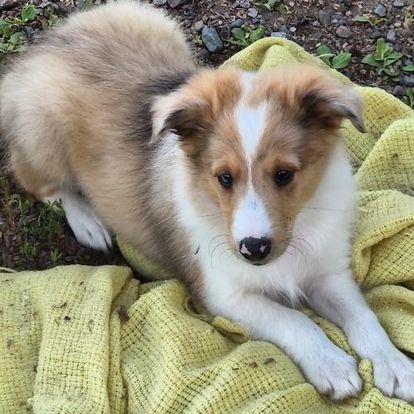 Turnock's Shelties in Minnesota | Shetland Sheepdog puppies | Good Dog