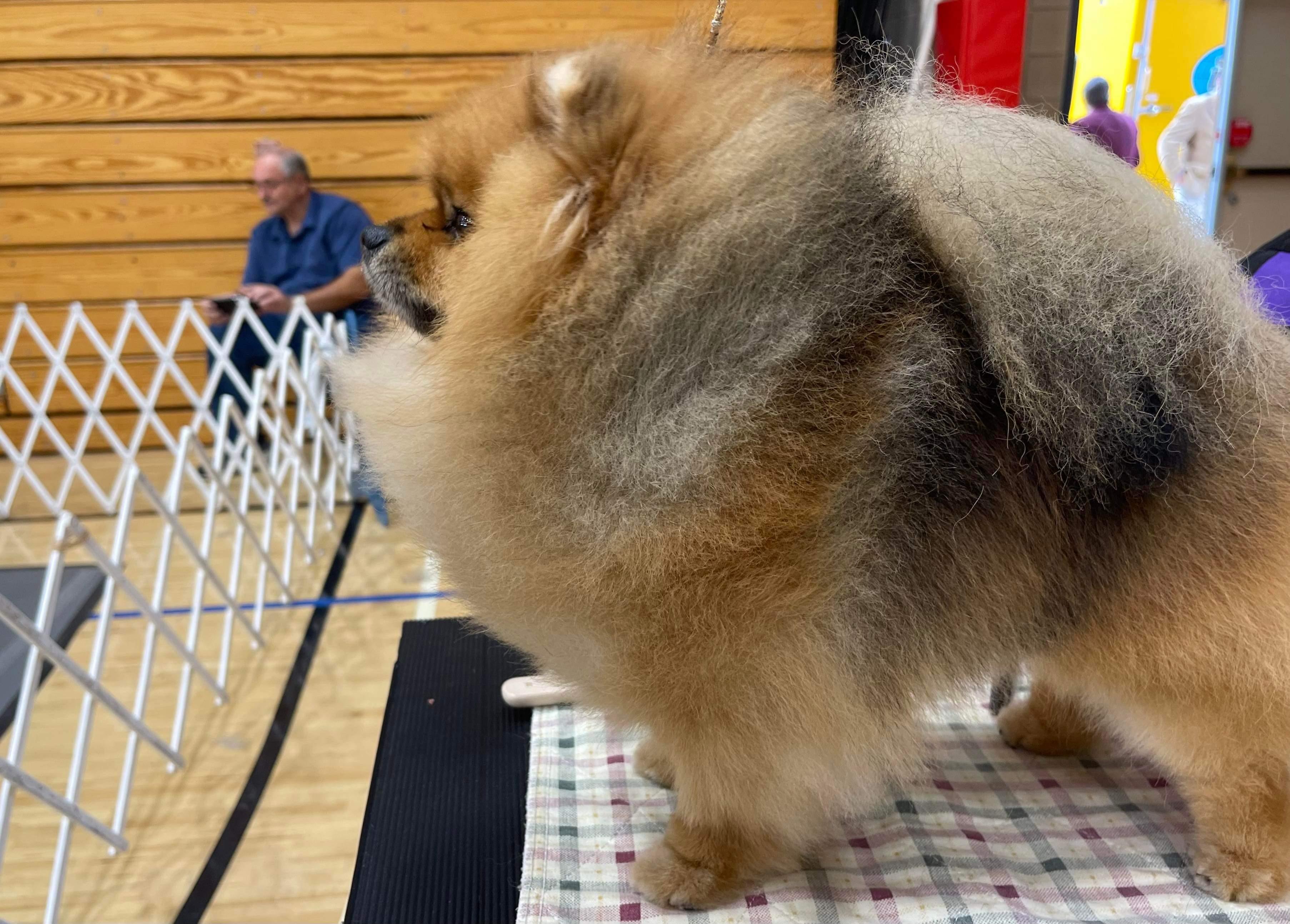 Silver’s Reigning Heir Poms in Georgia | Pomeranian puppies | Good Dog