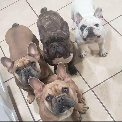 Chary's Elite Frenchies in Texas | French Bulldog puppies | Good Dog