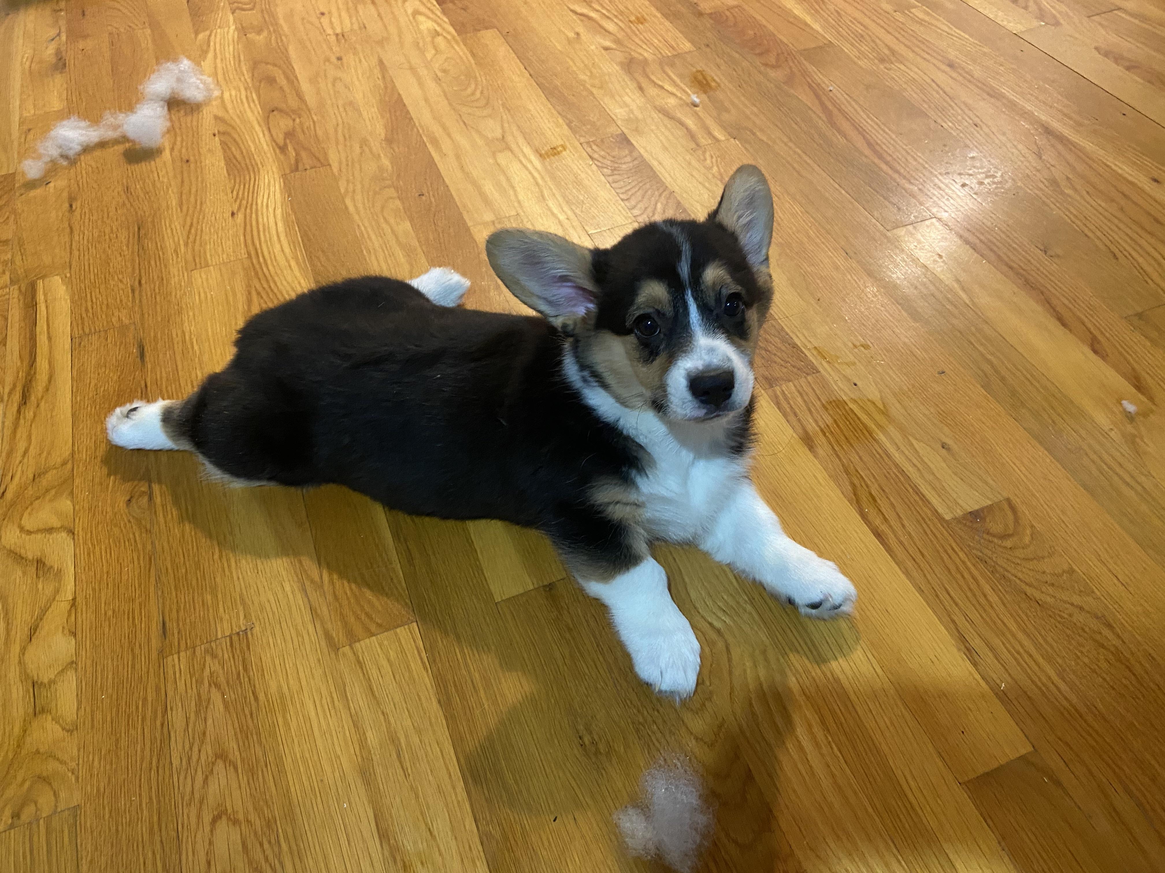 The Hope Ranch in Georgia | Pembroke Welsh Corgi puppies | Good Dog