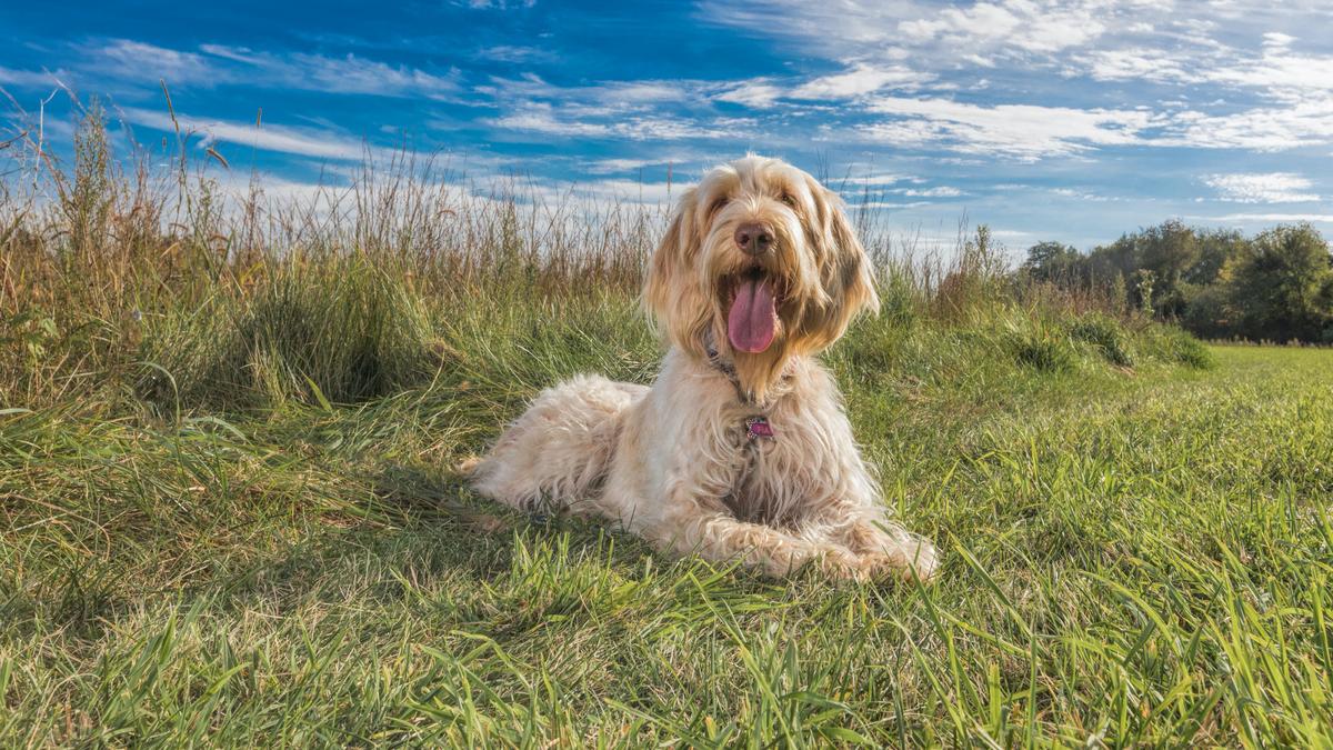 25 cute Spinone Italiano puppies for sale in Virginia | Good Dog