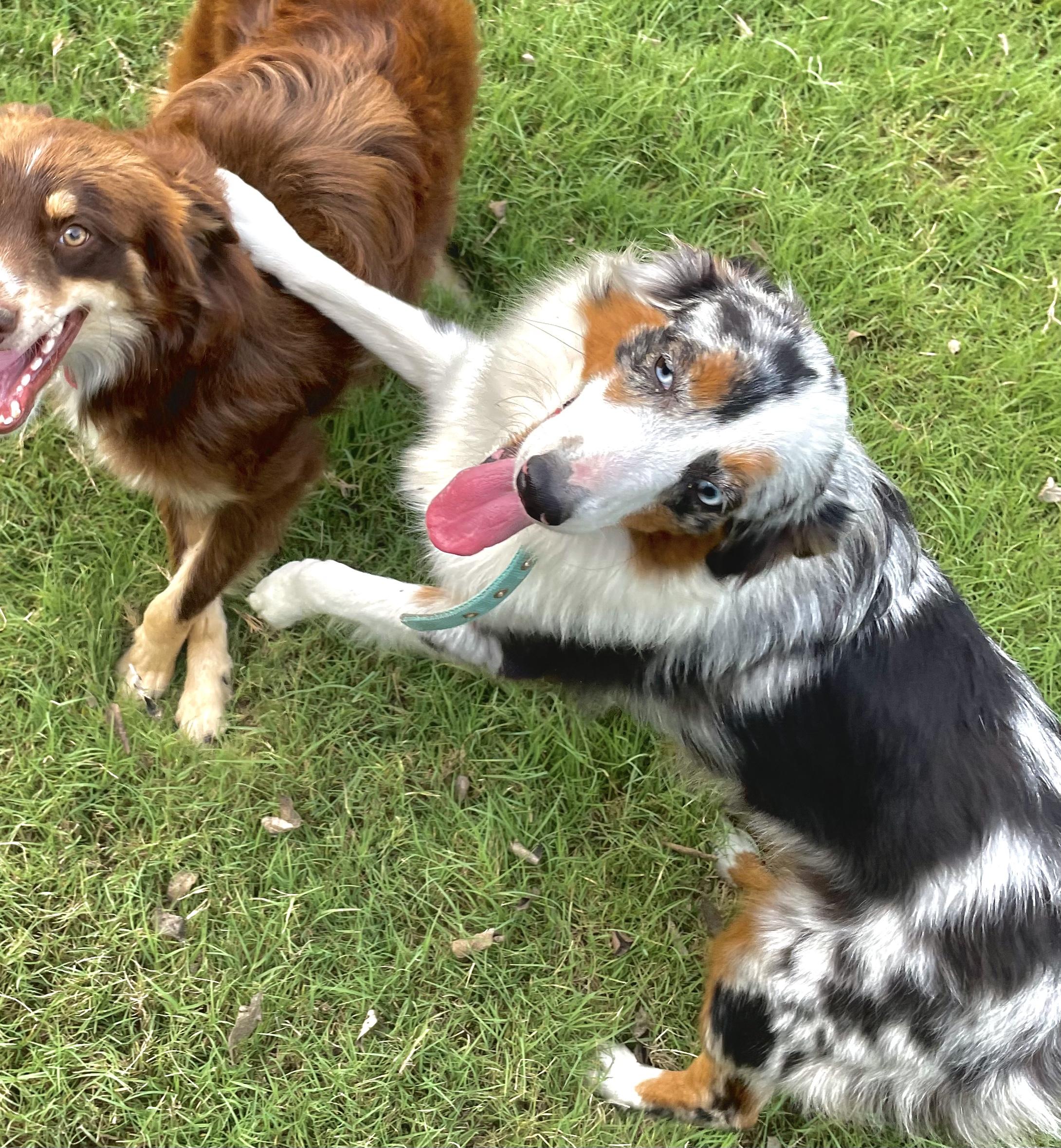 Dickerson's Mini Aussies in Texas | Miniature Australian Shepherd ...
